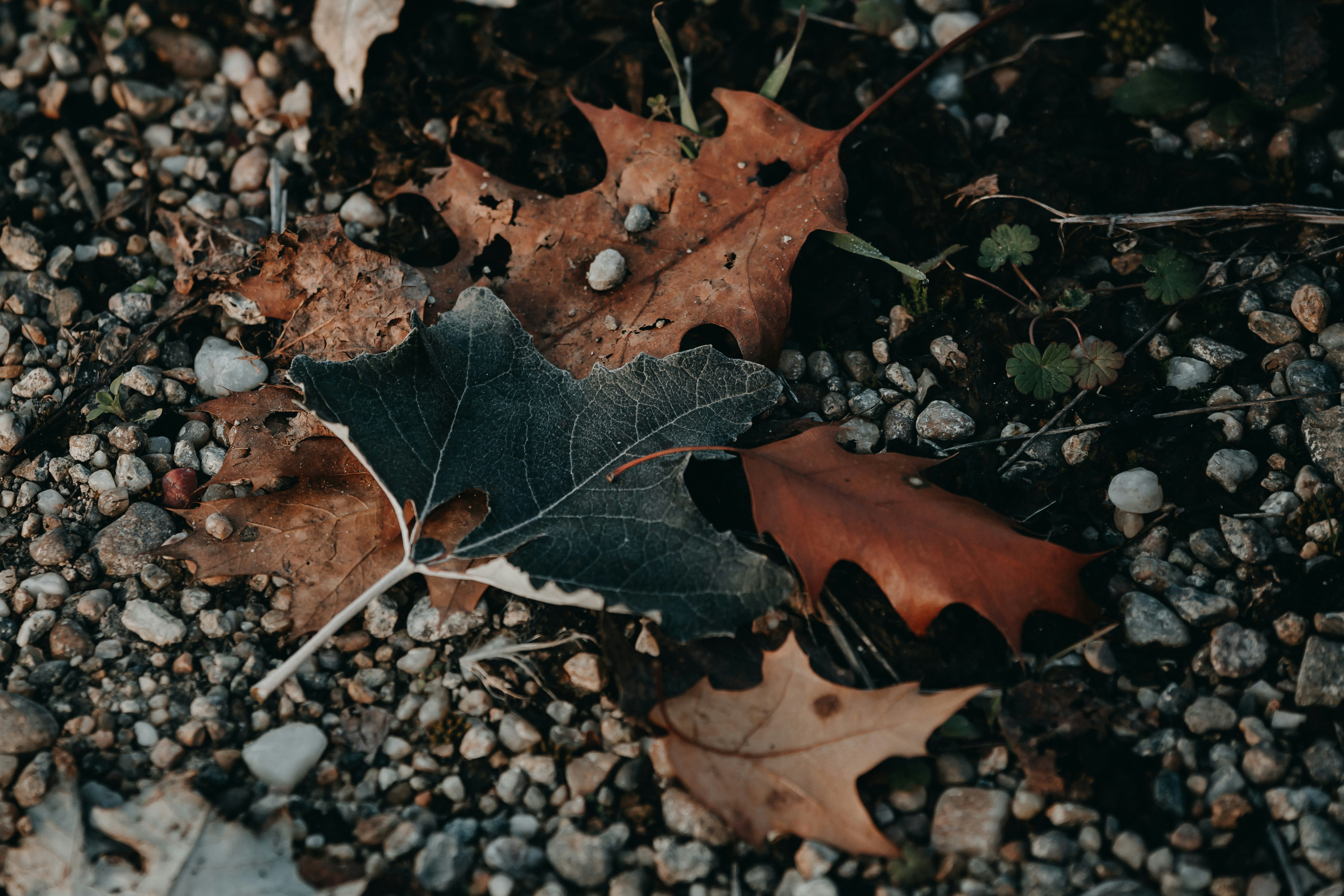 Veined Blue-Leaf on Gravel: A Quiet Ground-Level Study