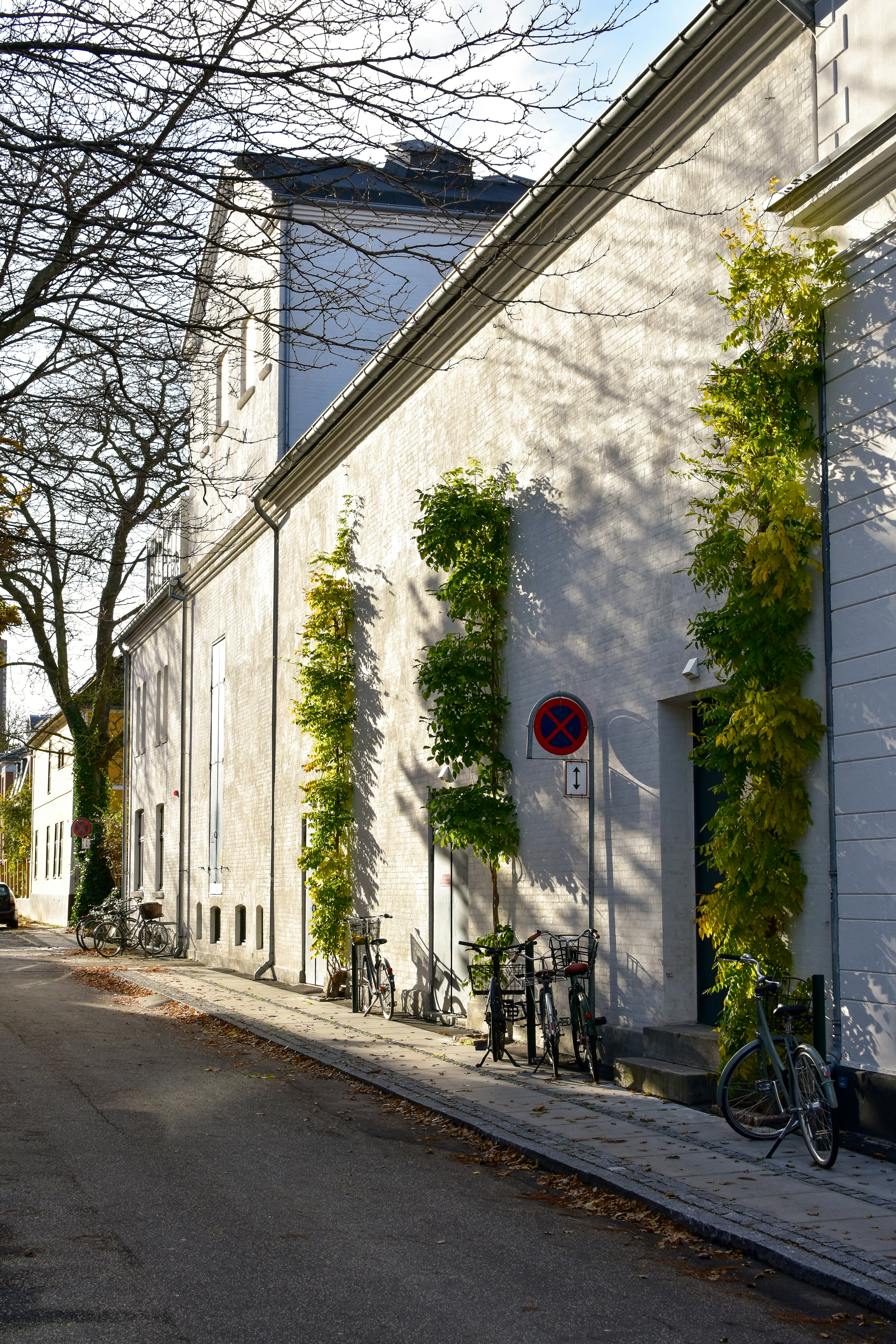 Ivy-Trimmed Facade: A Quiet Bicycle Street Bathed in Morning Light