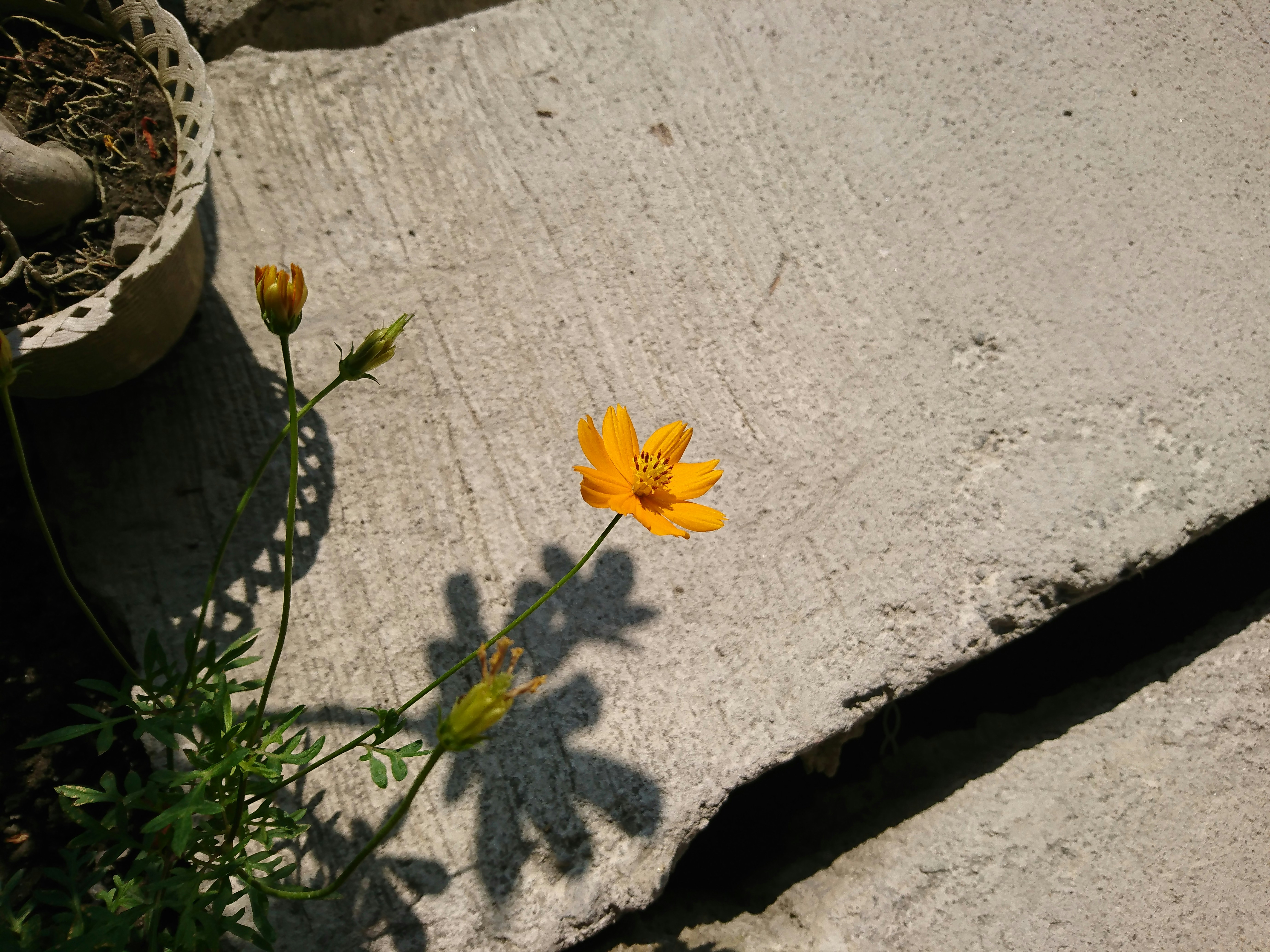 A solitary orange flower rises from a crack in a sunlit concrete sidewalk, with cast shadows and a potted plant at the edge of the frame.