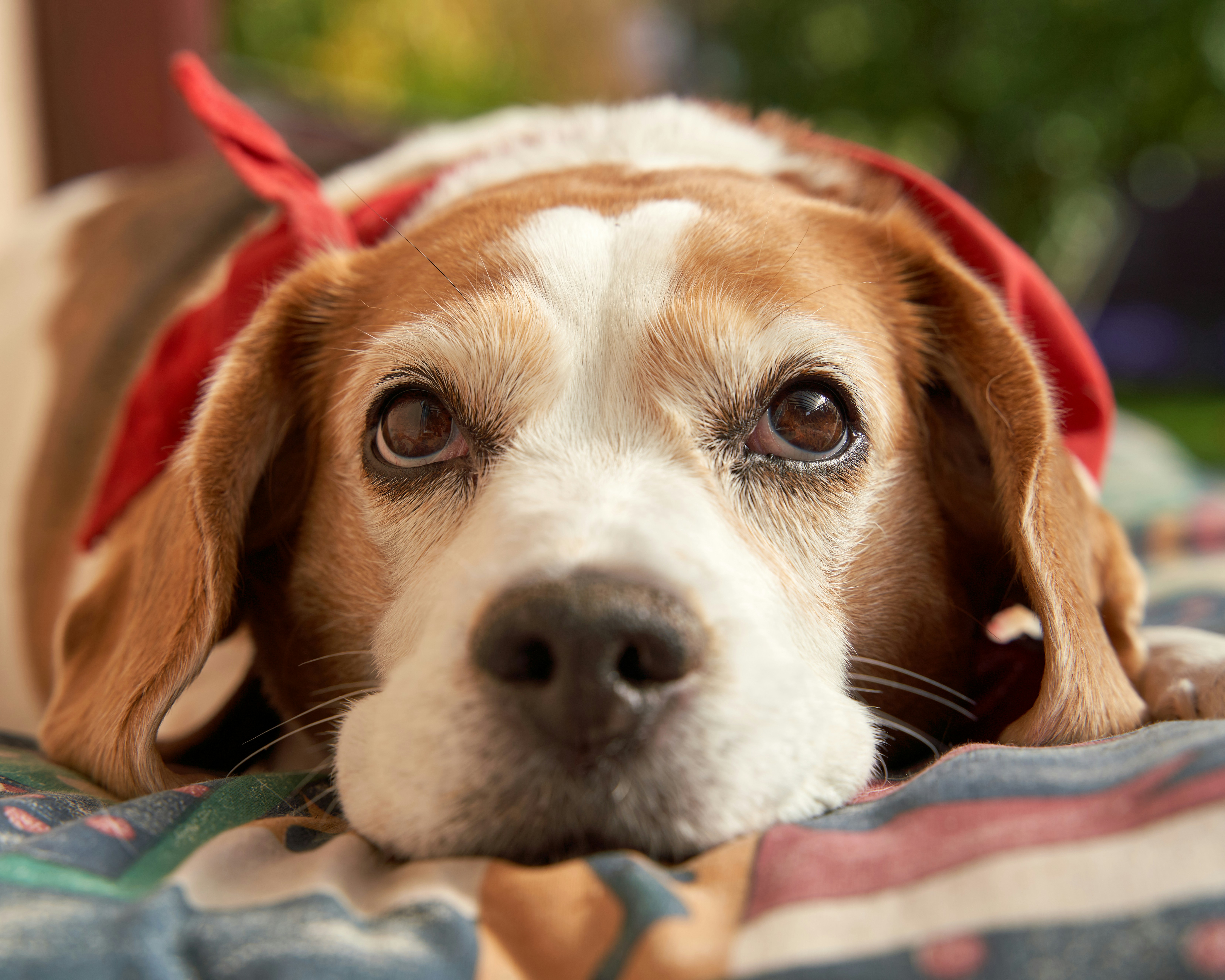 Serene Beagle in a Scarlet Bandana