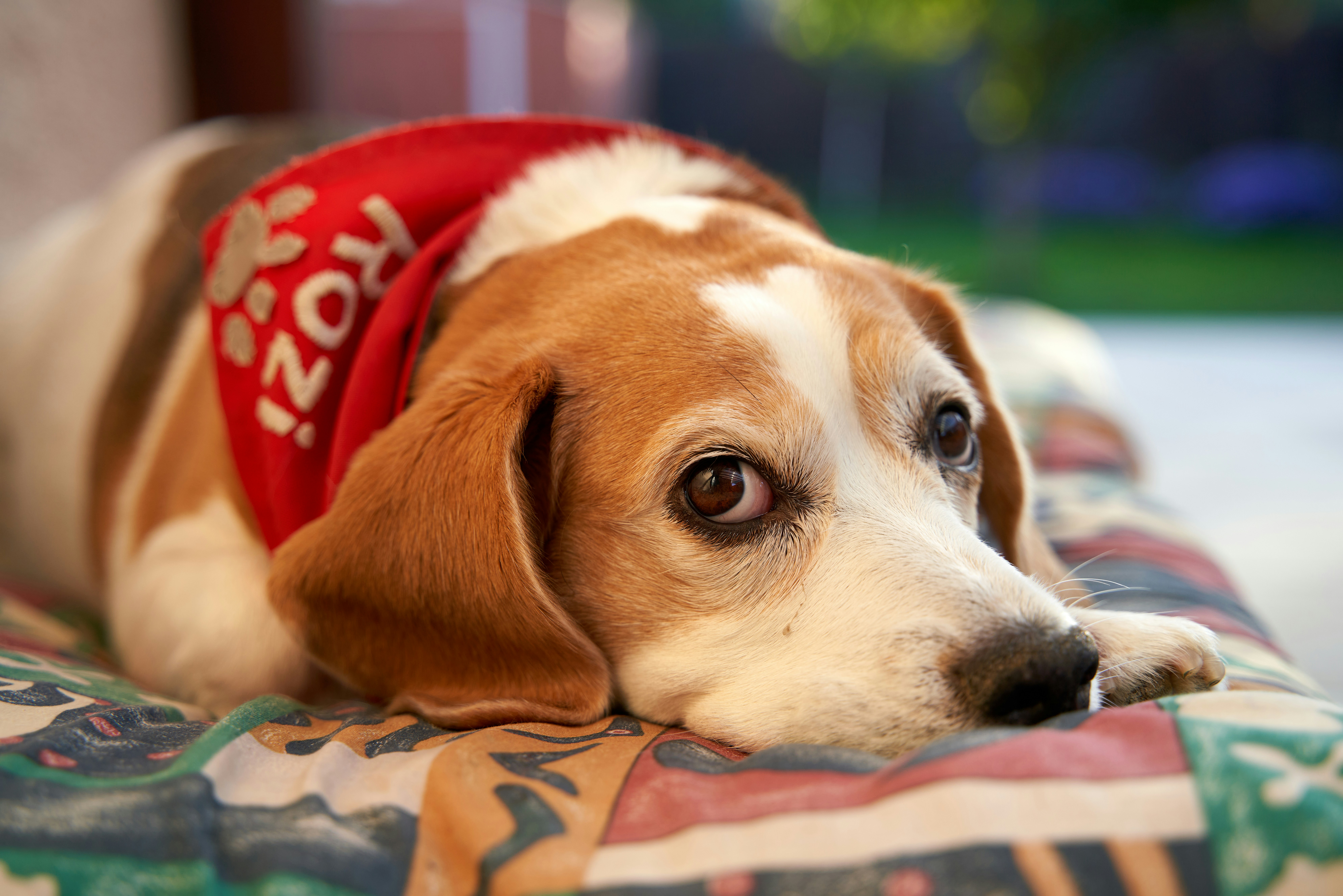 Beagle resting on a colorful quilt, wearing a red bandana. The dog's expressive eyes reflect a calm and friendly demeanor.