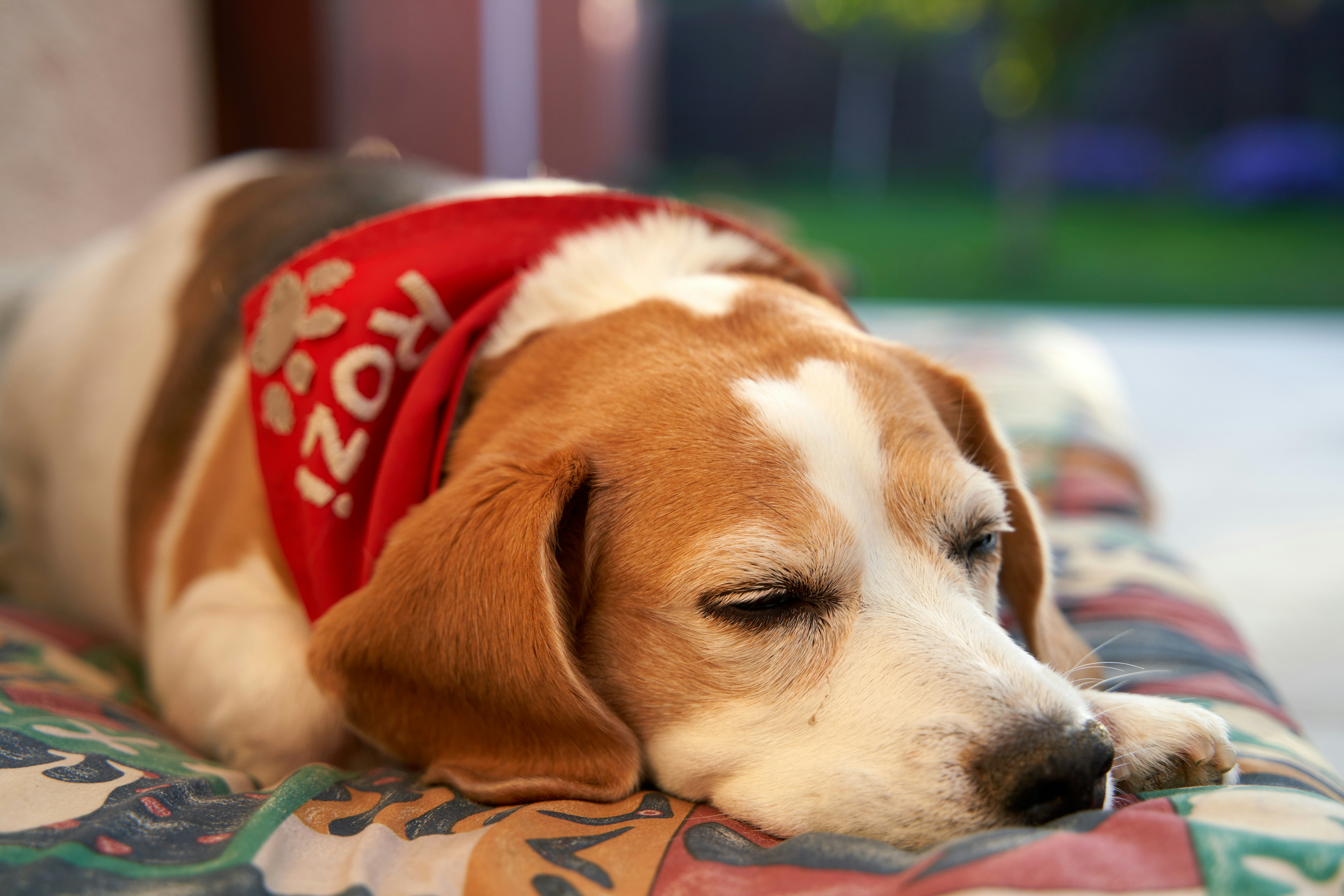 Patchwork Nap: Beagle in Sunlit Rest