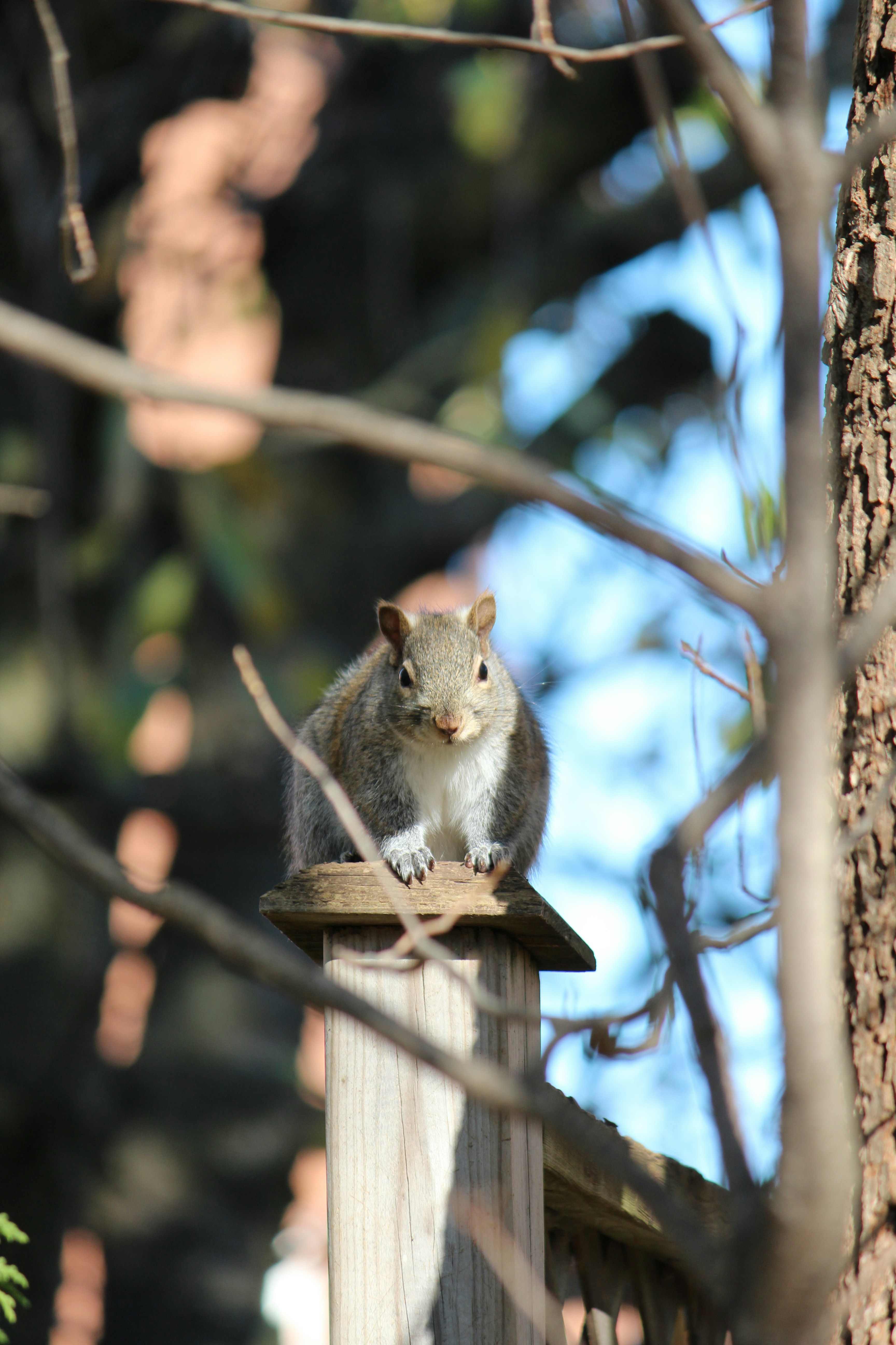 Curious Squirrel Perches on a Weathered Post in Dappled Light