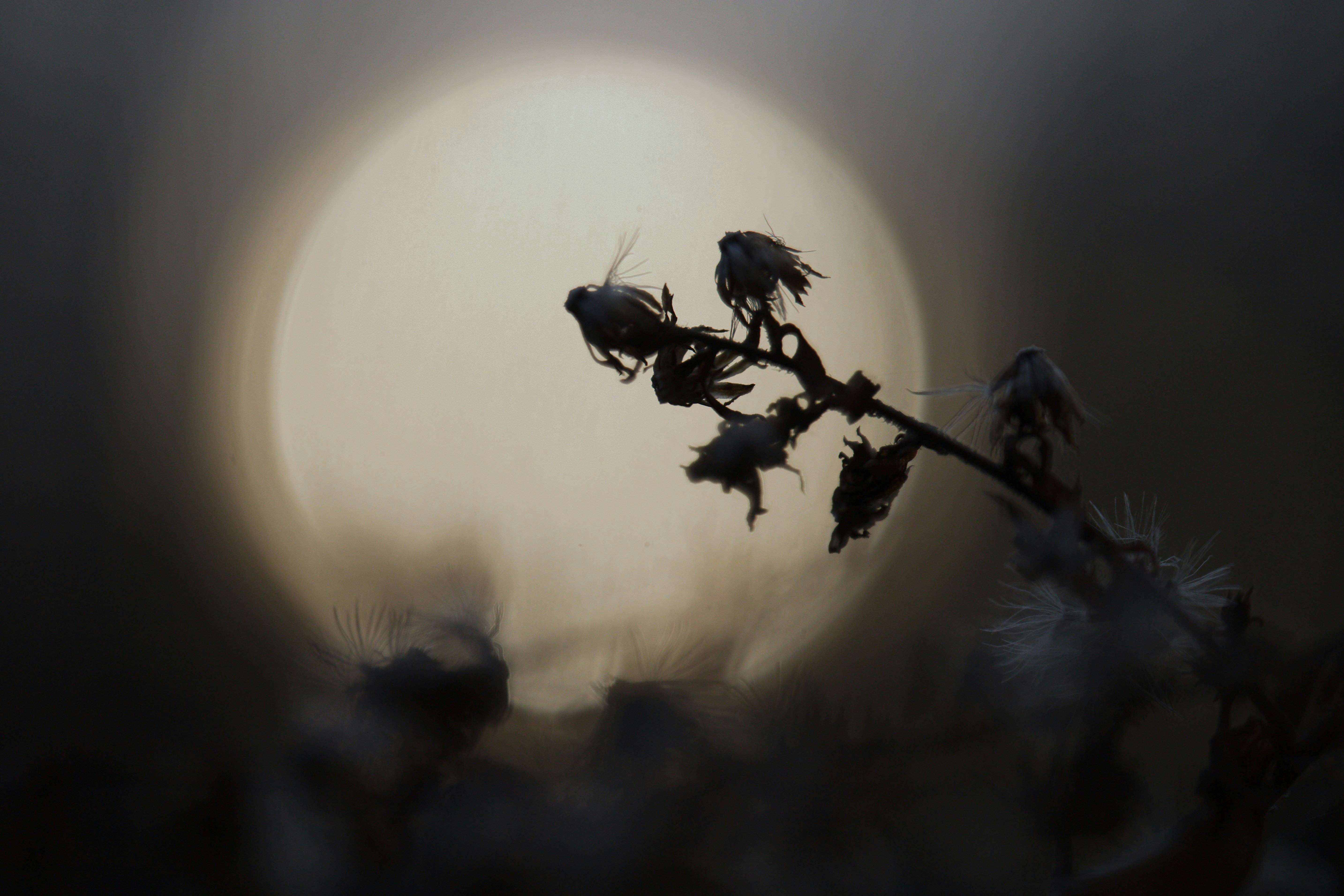 Silhouetted Seed Head Before a Lunar Backdrop