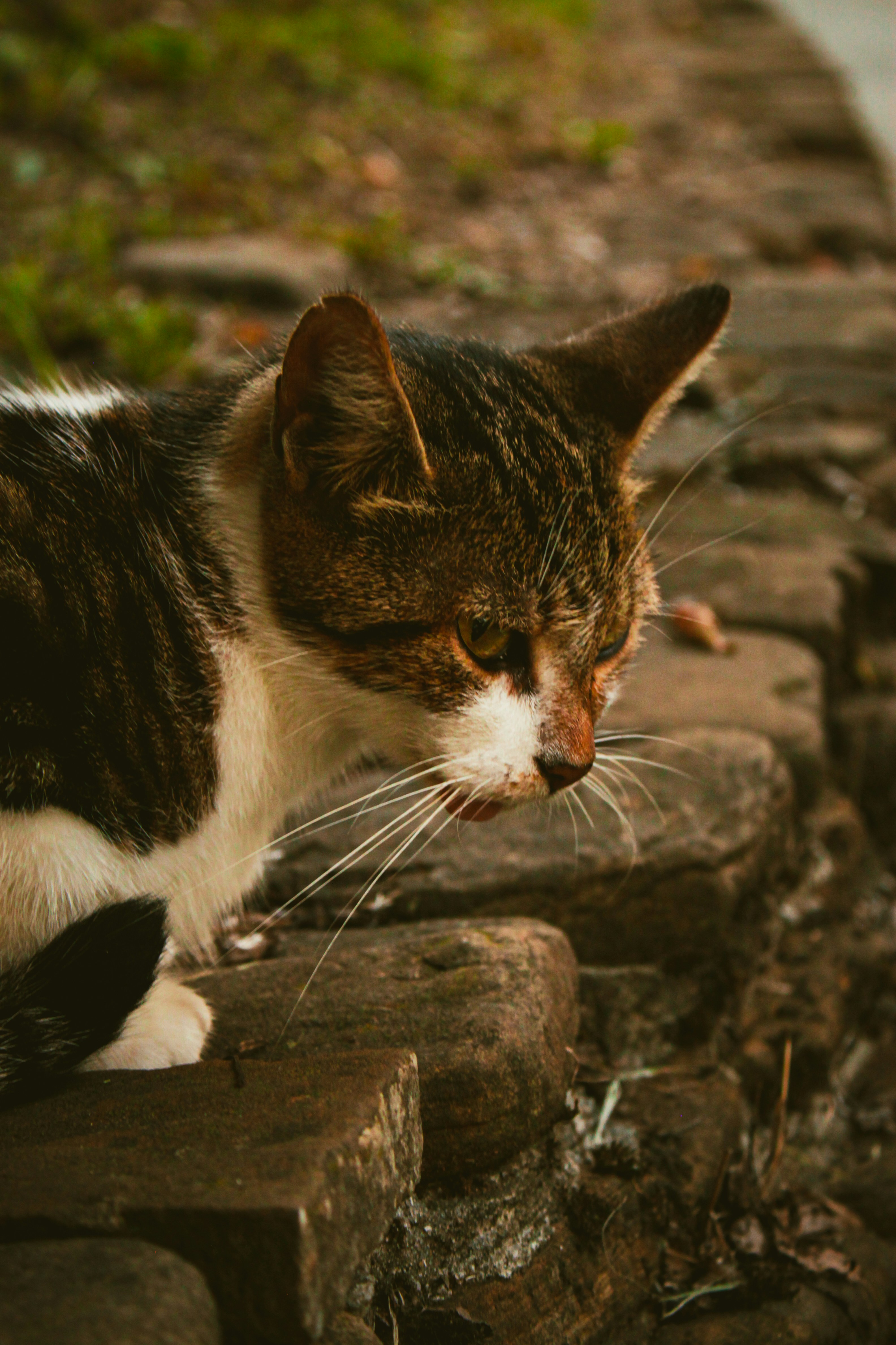 Whiskered Focus Along Weathered Rails in Golden Light