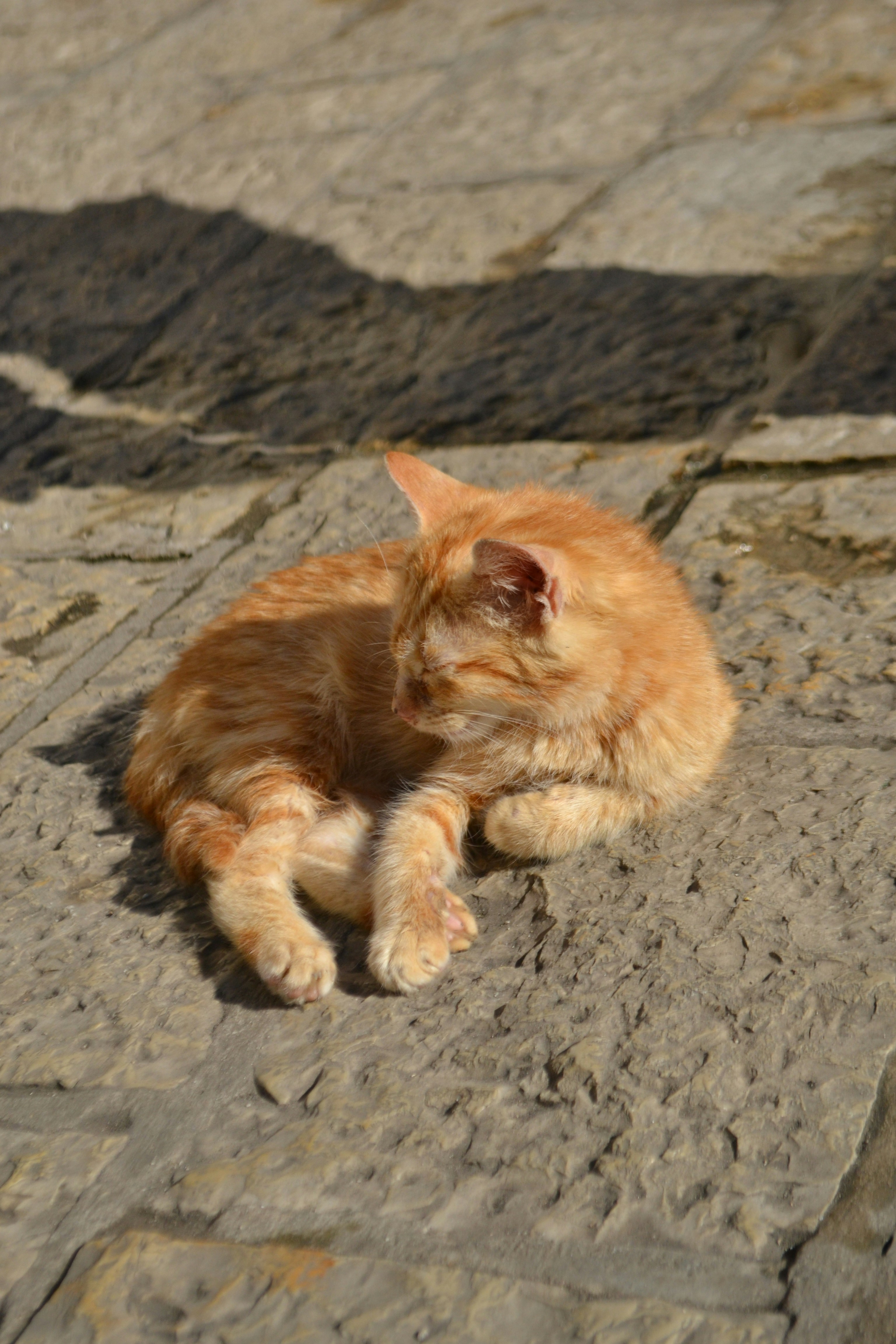 Sunlit Ginger Kitten Dozes on Weathered Stone Cobblestones