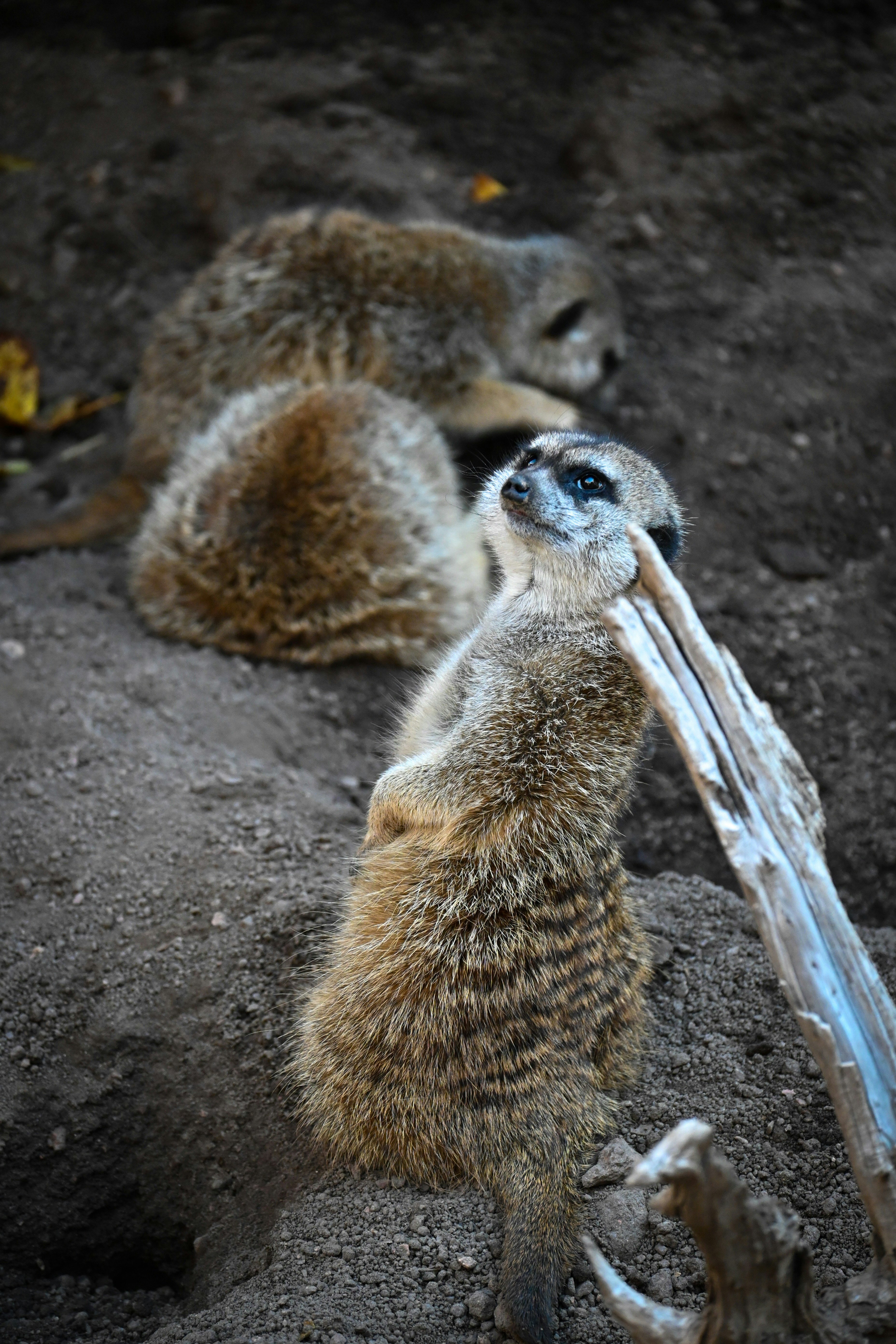 Three meerkats lounging on sandy terrain, one standing alert.