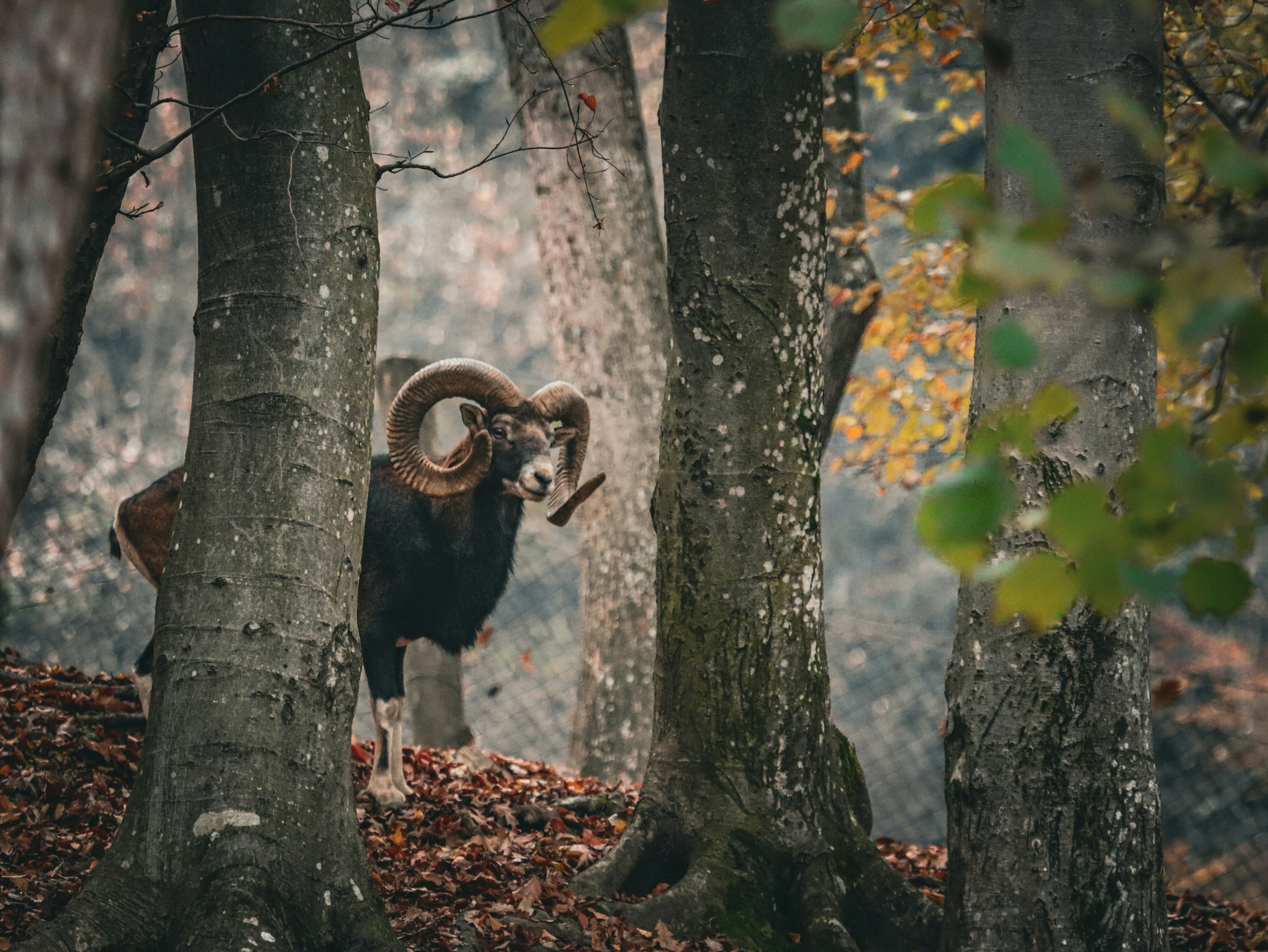 A ram standing in the middle of a forest