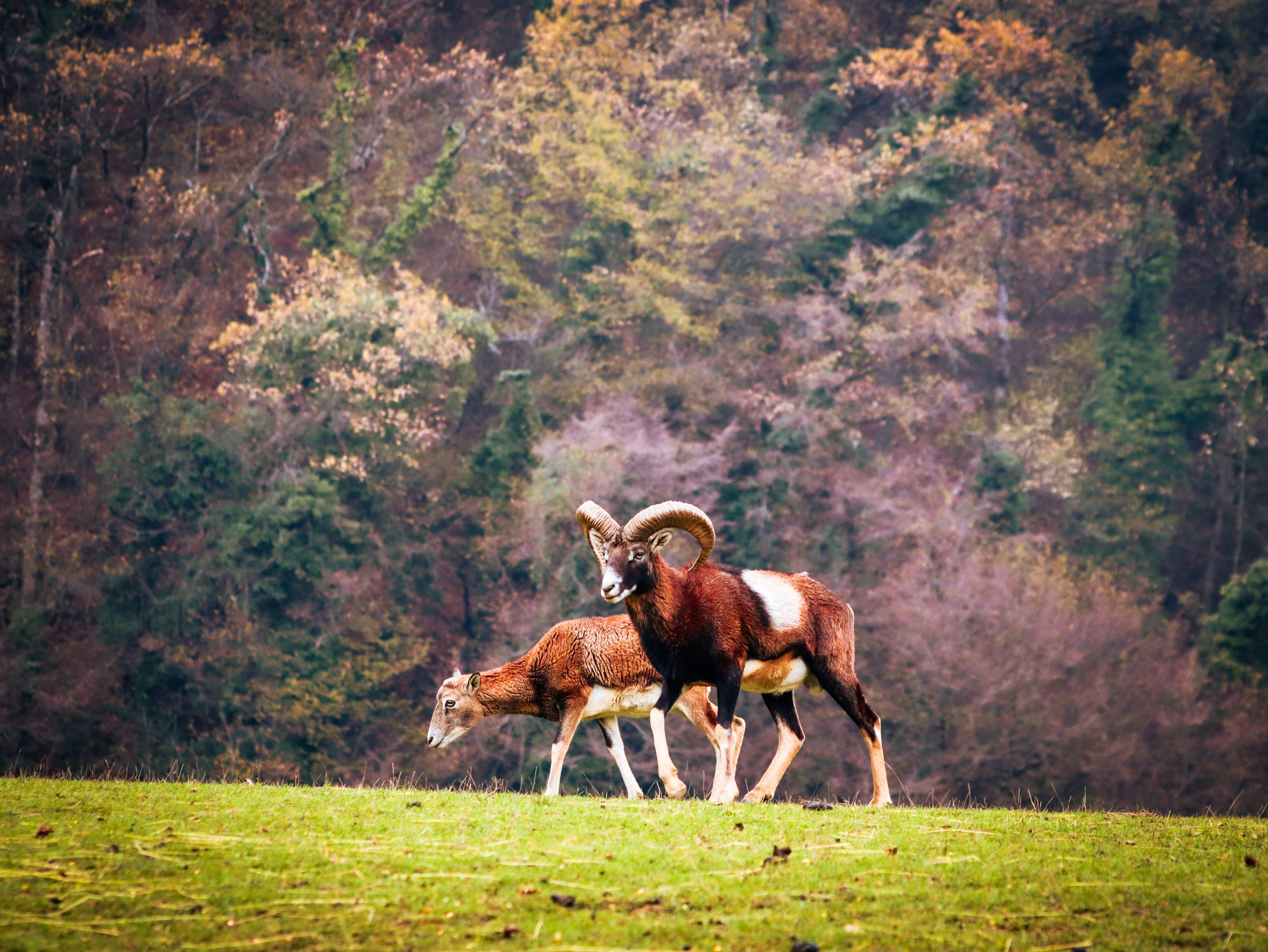 Autumn Horns Above the Meadow: A Ram Duel in Dappled Light
