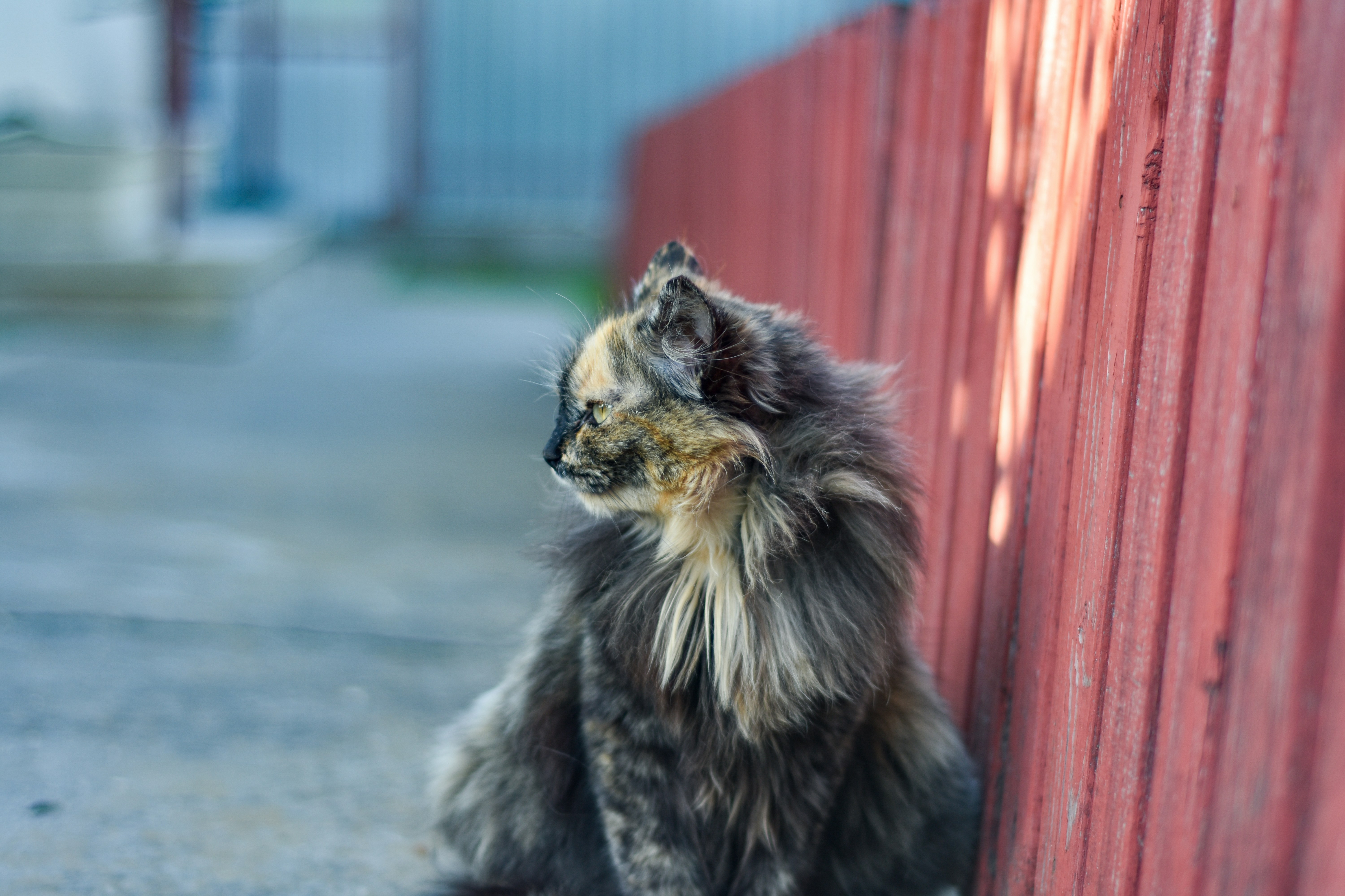 Lonely Pom at the Fence: A Tangled Coat by the Alley