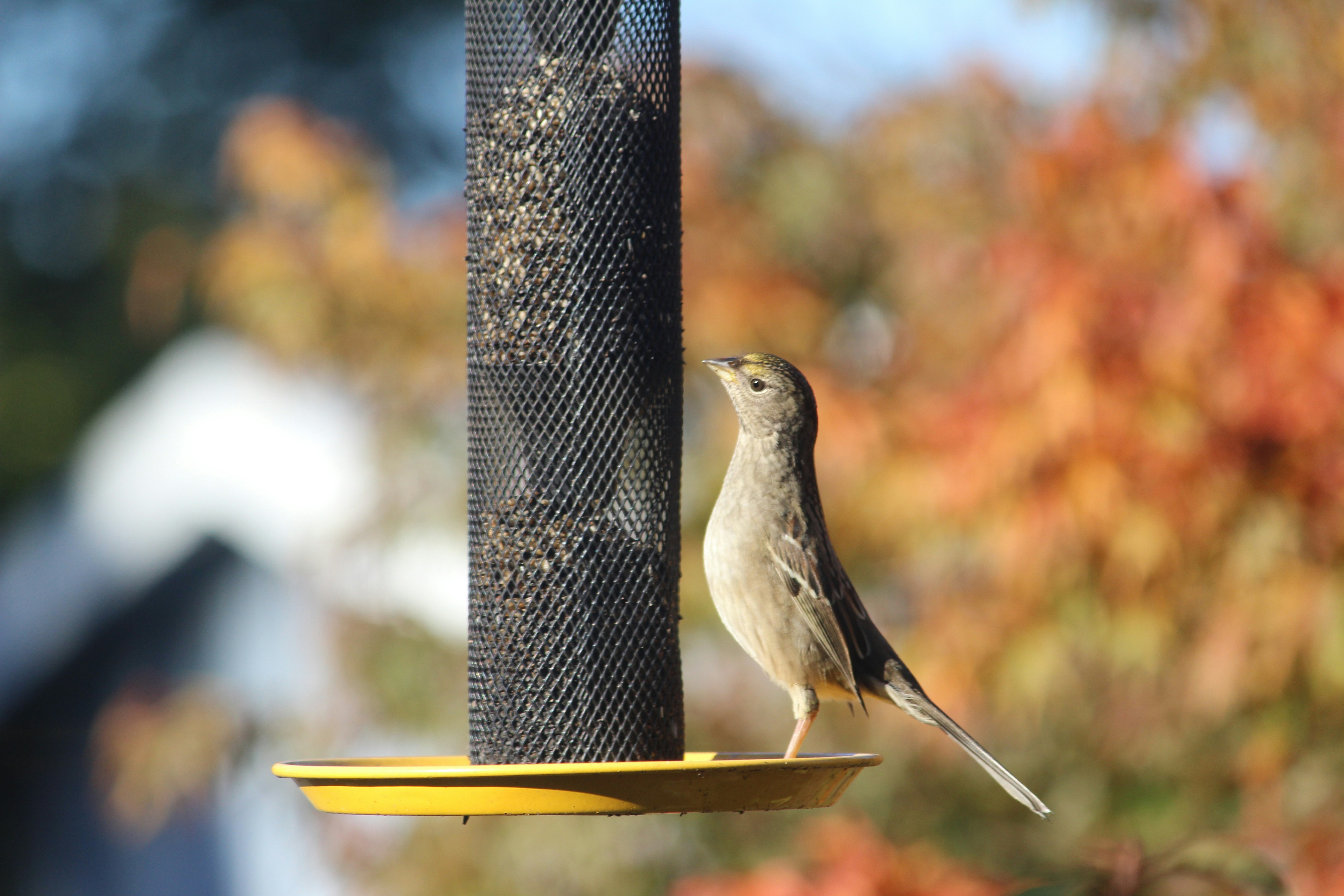 Goldfinch at a Feathered Perch by a Yellow Feeder