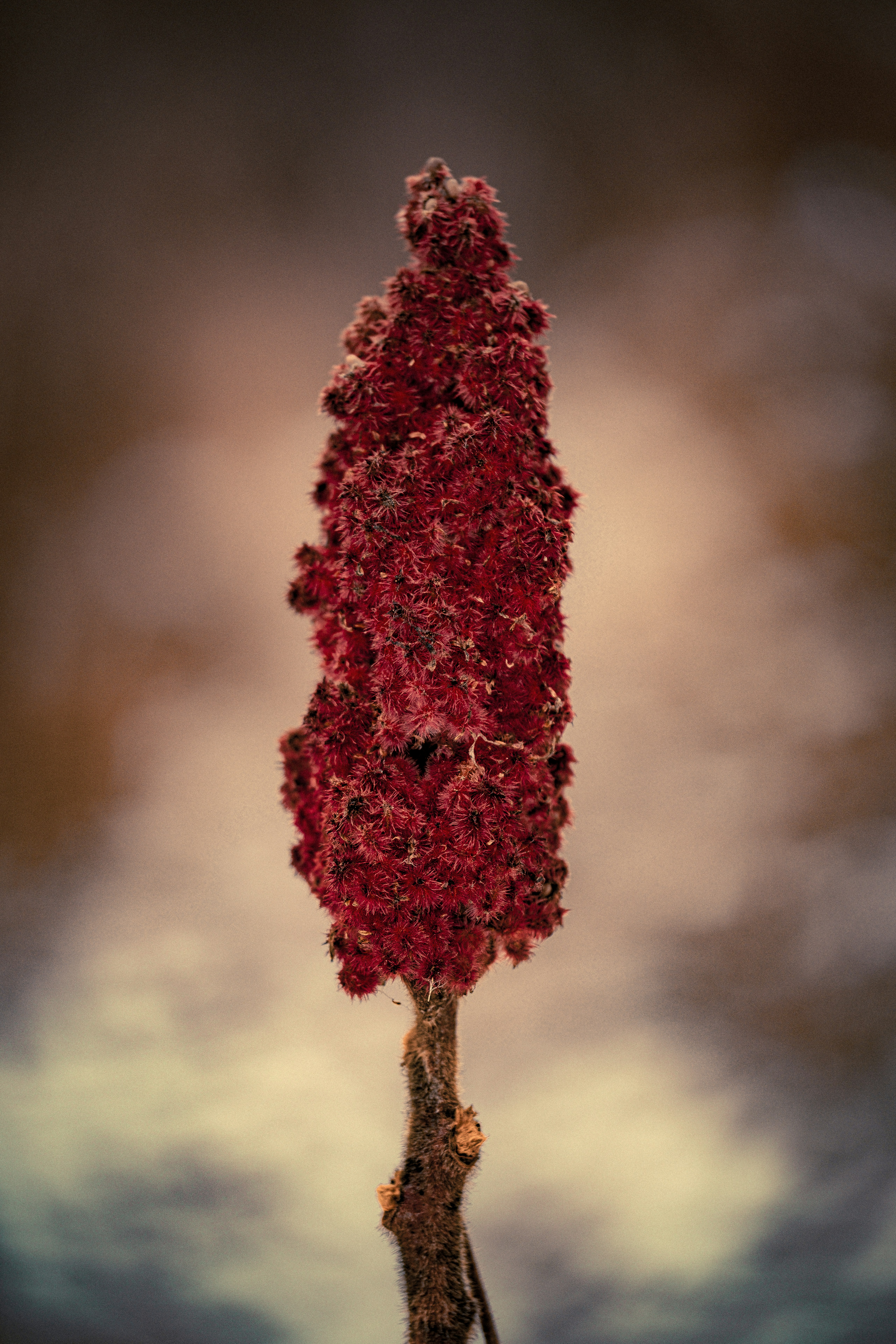 A tall red object with a sky background photo – Free Flower Image on ...