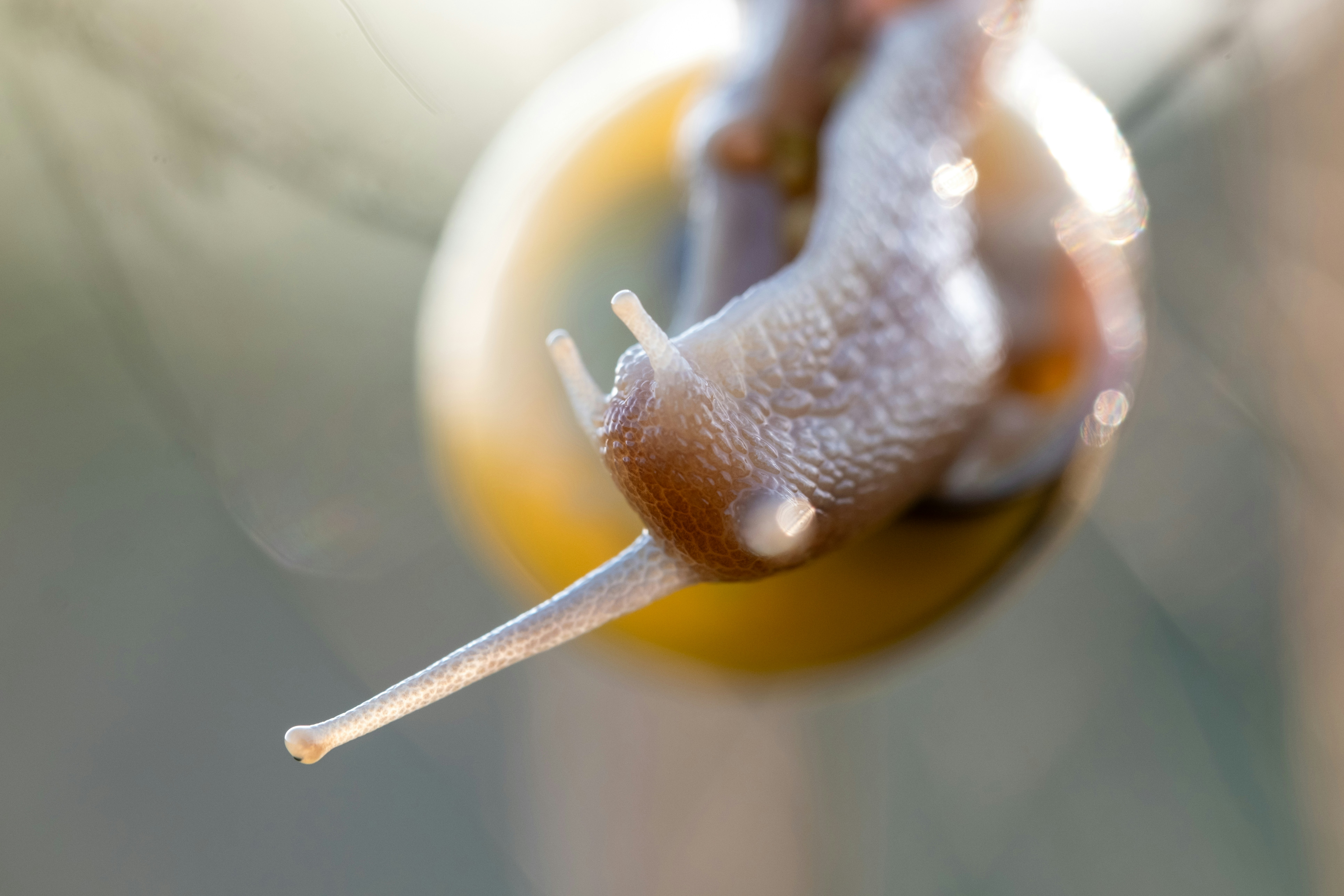 Macro Portrait: Snail's Extended Tentacle Before a Sunlit Yellow Shell