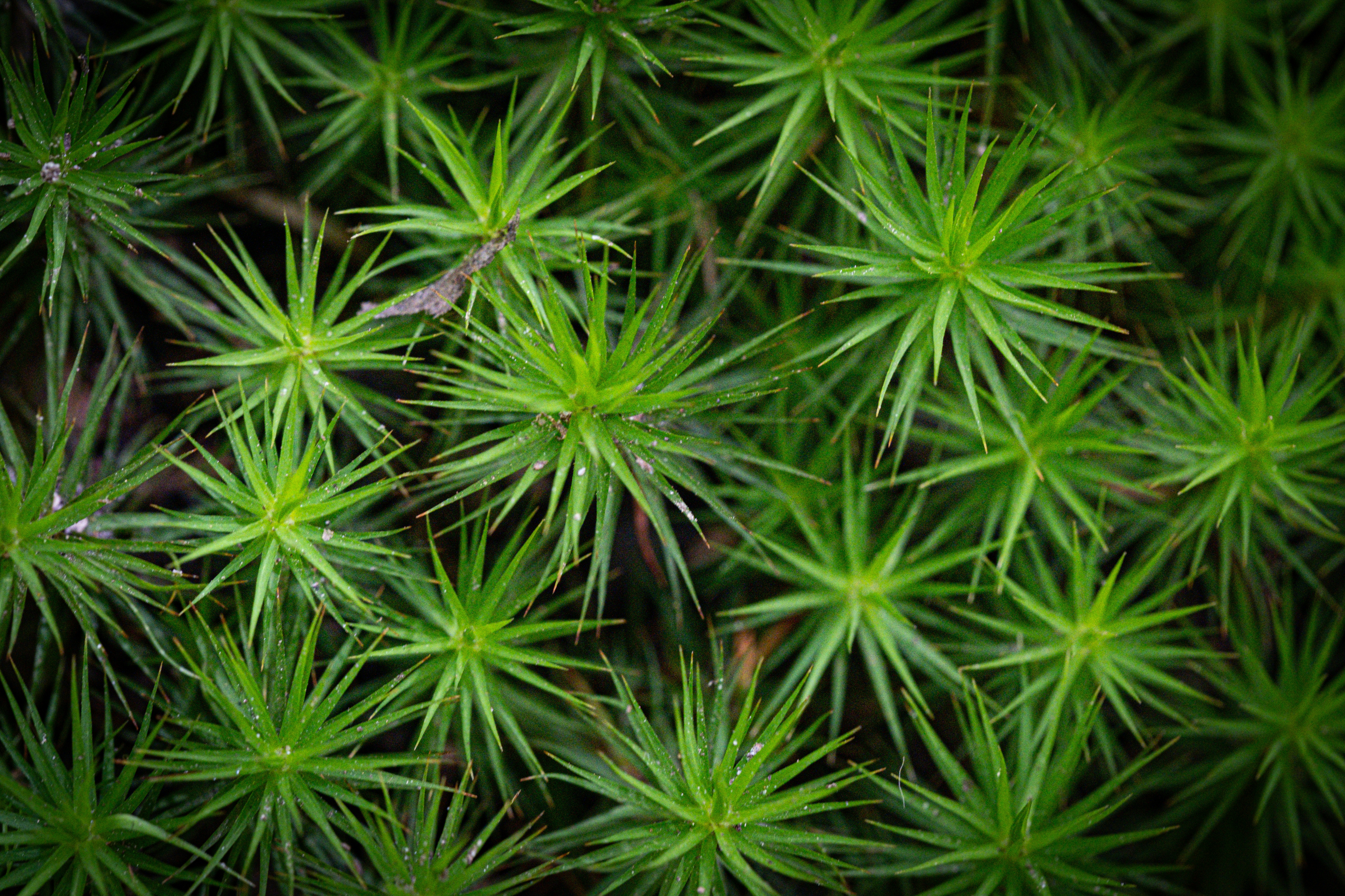 Close-up of vibrant green moss with star-shaped formations.