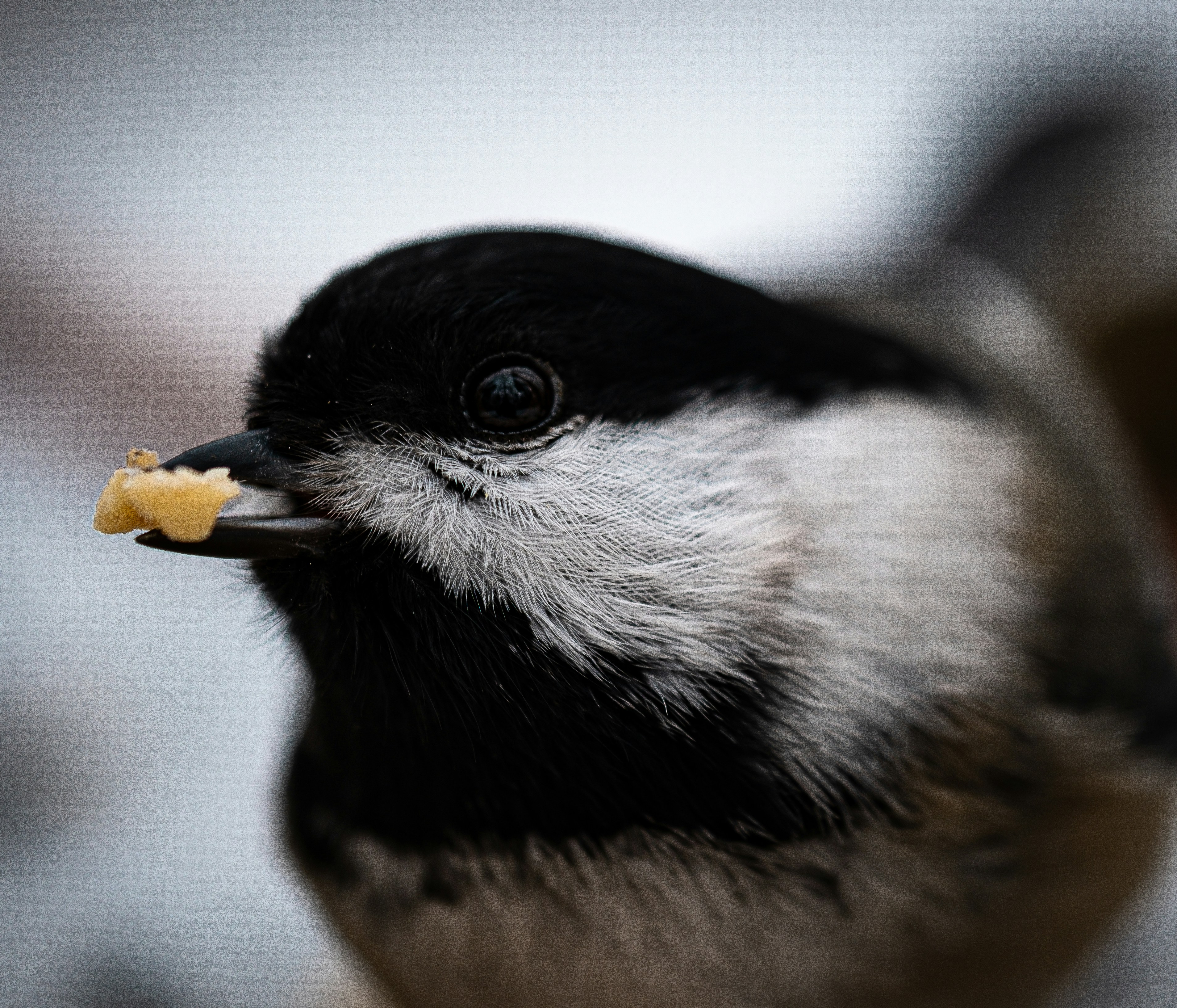 Macro Portrait of a Black-capped Chickadee in a Winter Snack Moment