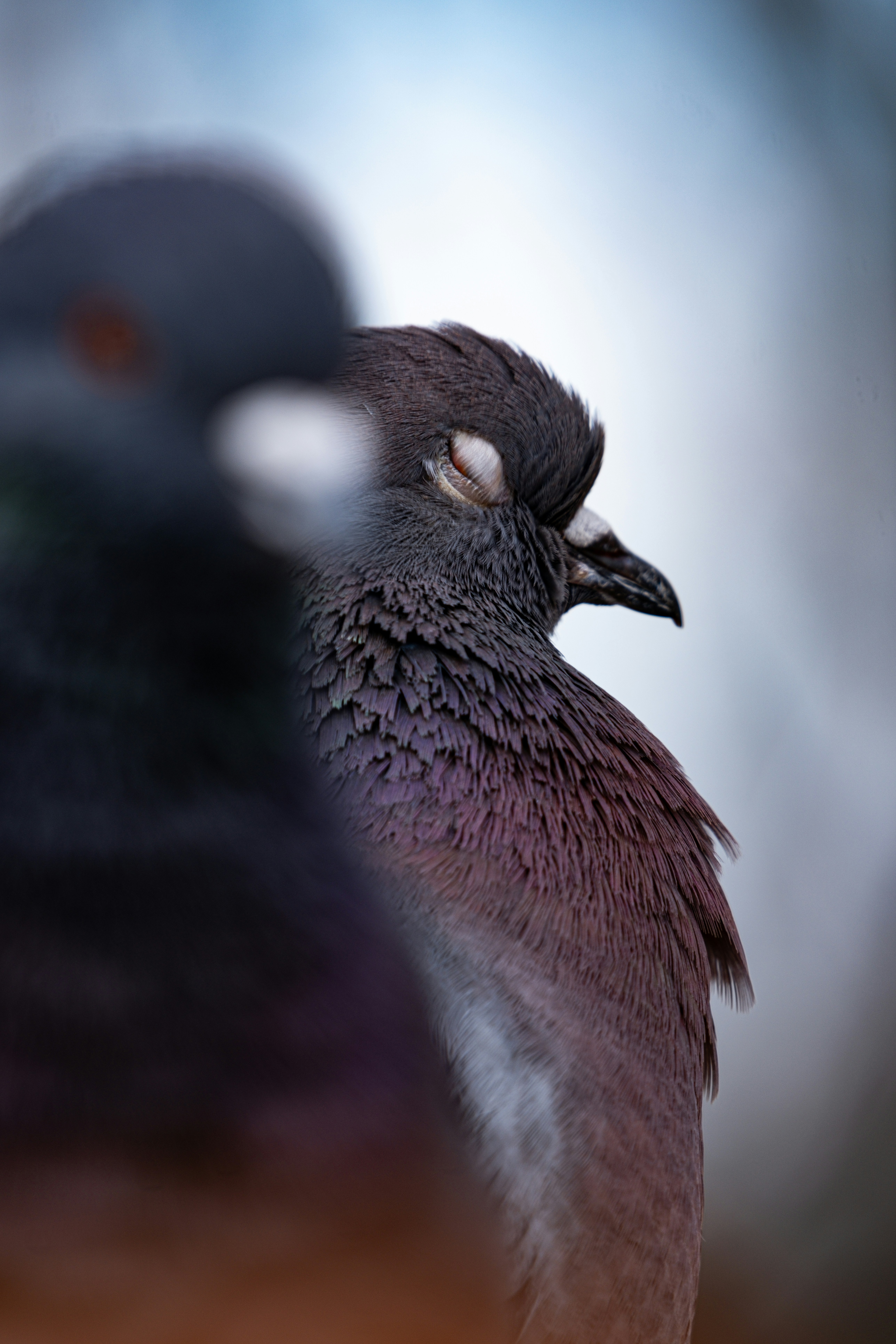 A close up of a bird with a blurry background photo – Free Animal Image ...