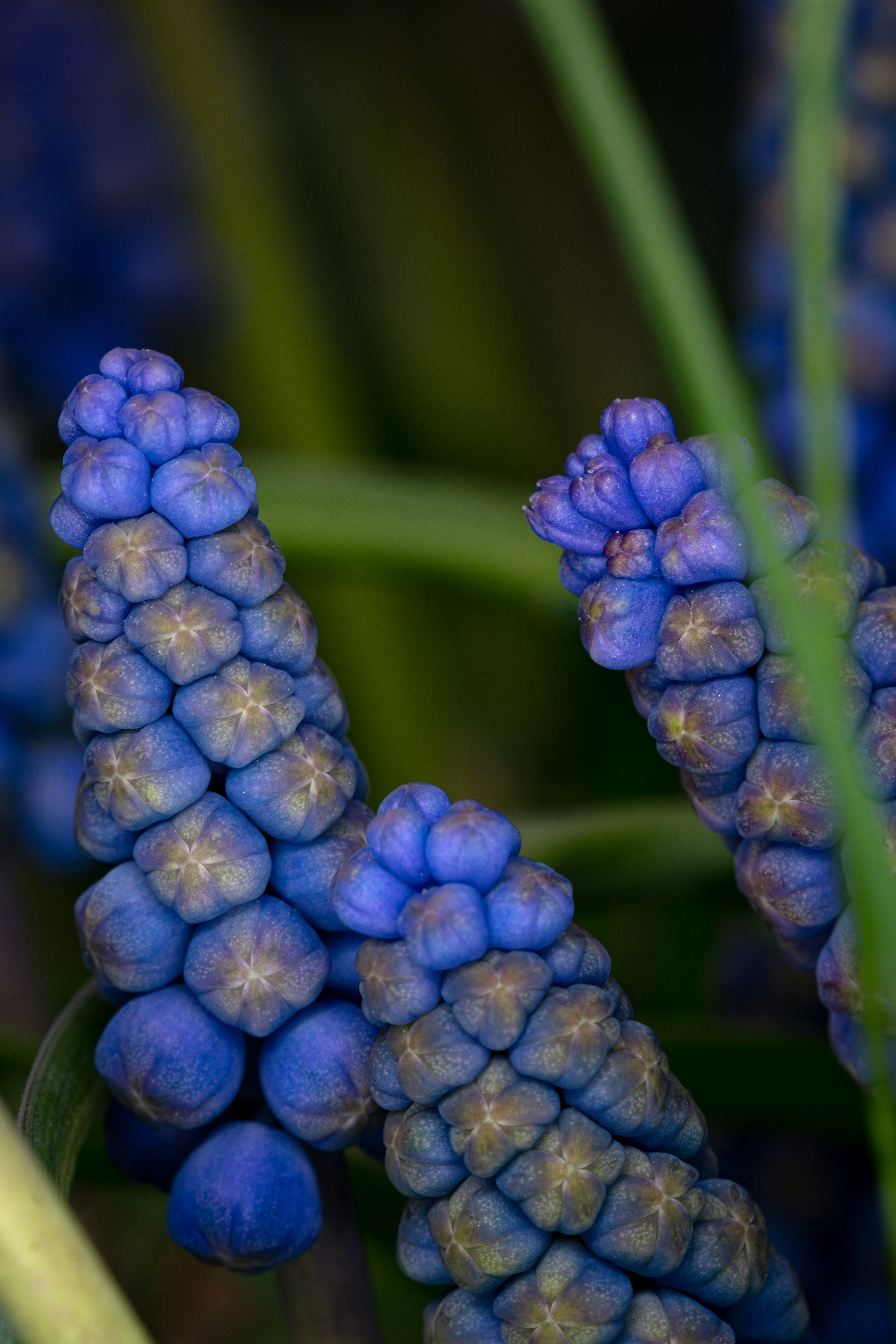 Azure Beads on a Liriope Spike
