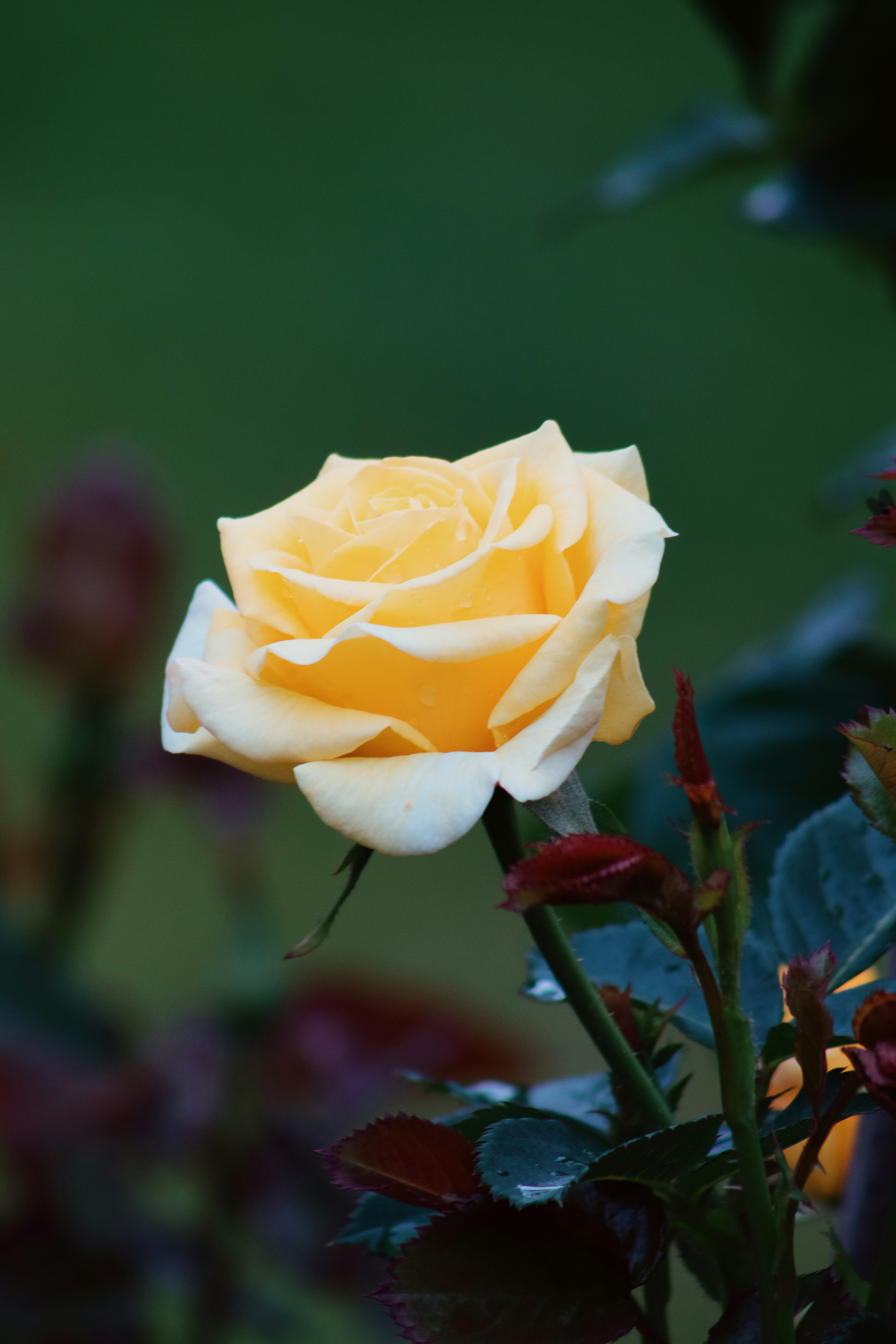 A yellow rose is blooming in a garden photo – Free Rose Image on Unsplash