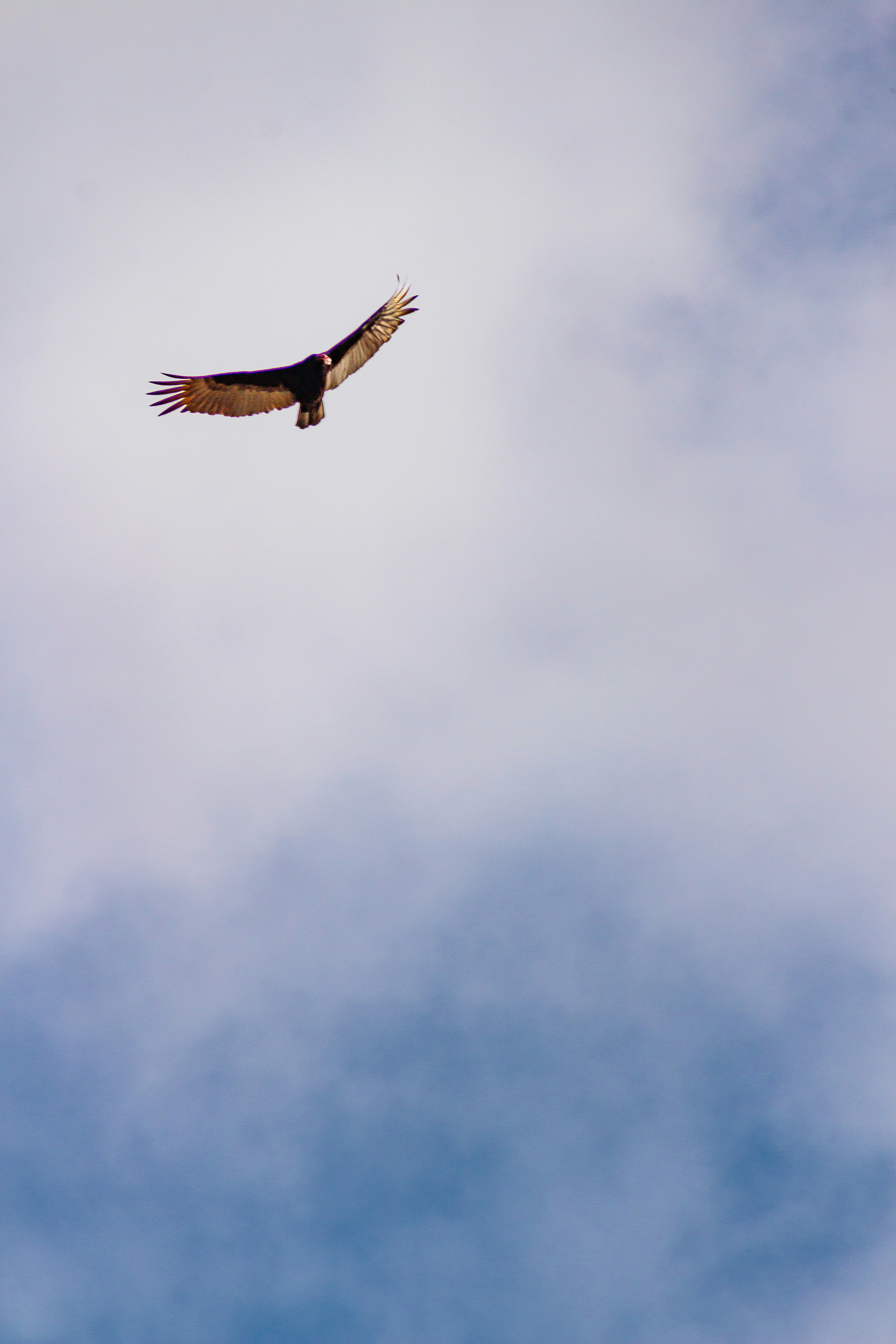 Above the Blue: a lone bird cuts through a cloud-washed sky