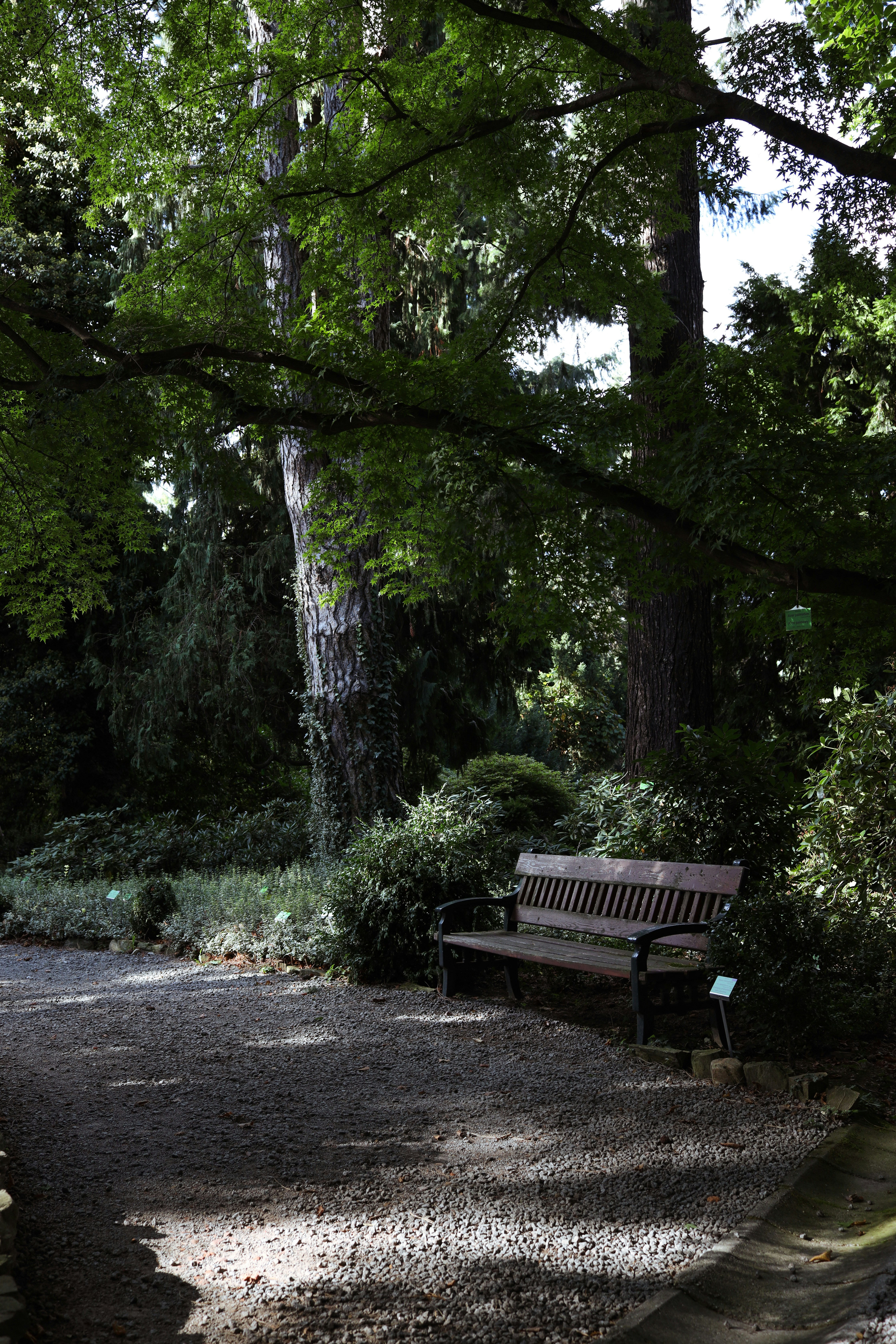 A tranquil garden path leads to a solitary wooden bench shaded by lush greenery, inviting moments of reflection. The scene captures the essence of peaceful contemplation.