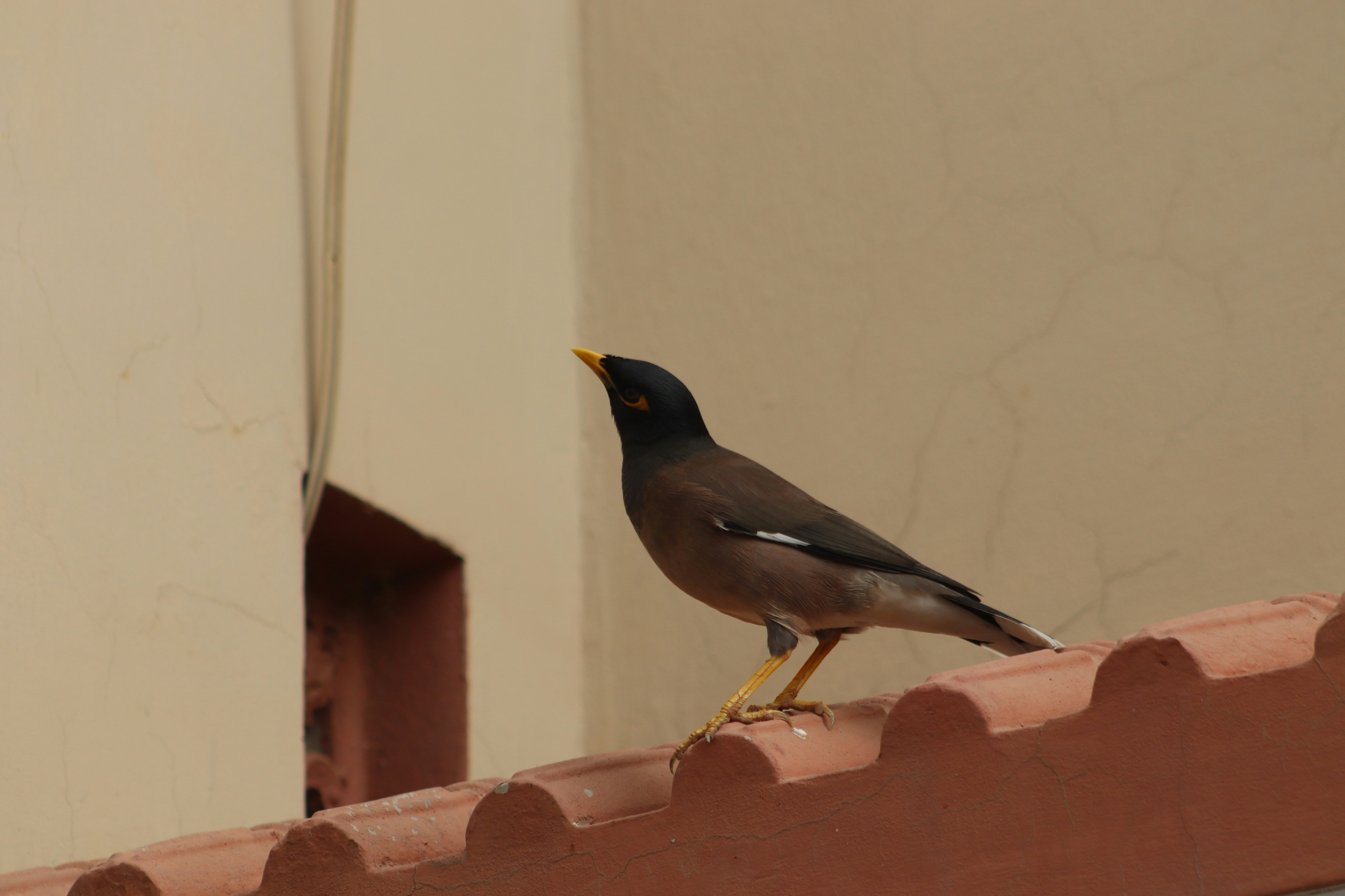 Terracotta Ridgewatch: Common Myna on a sunlit rooftop