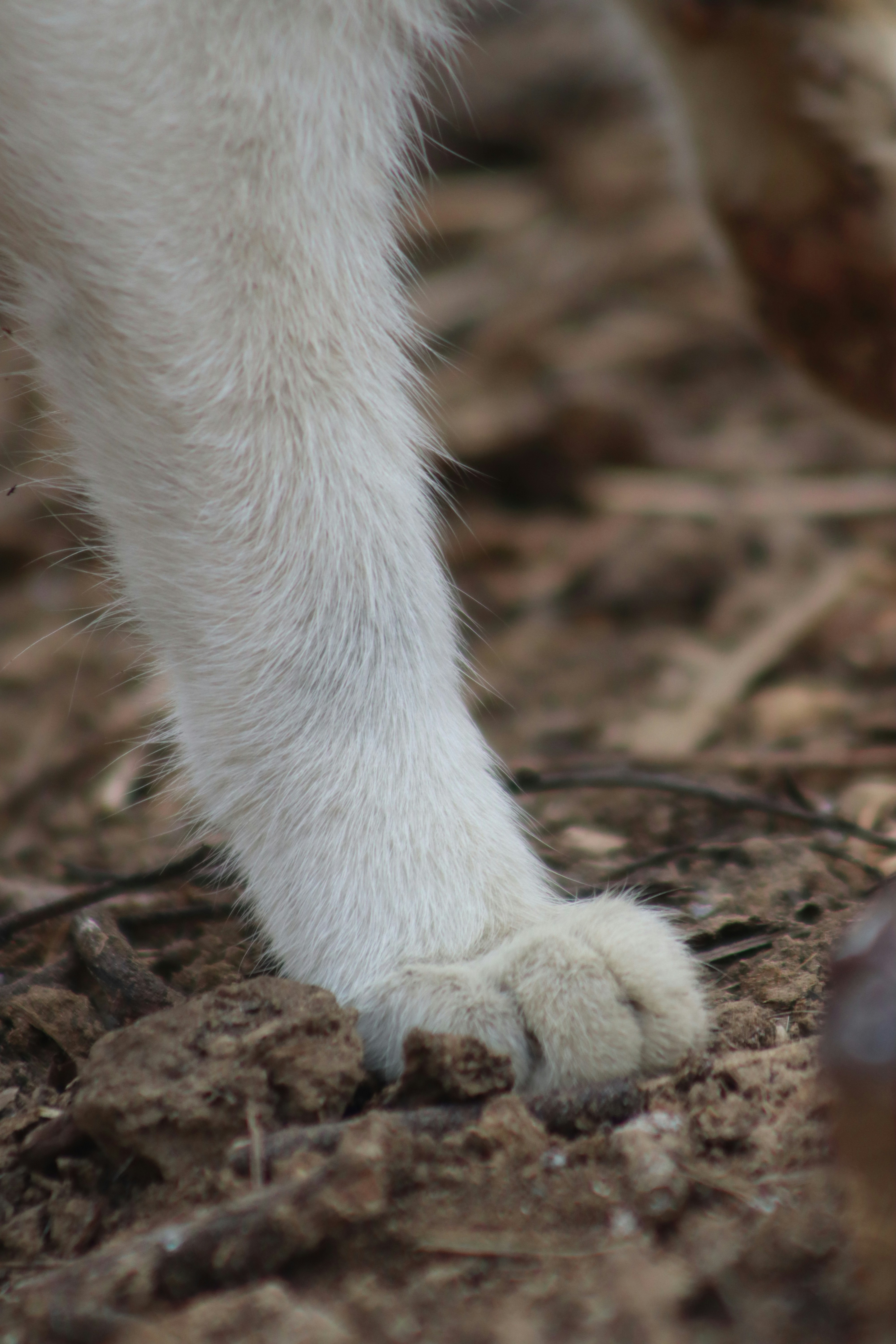 A close up of a dog's feet and paw photo – Free Soil Image on Unsplash