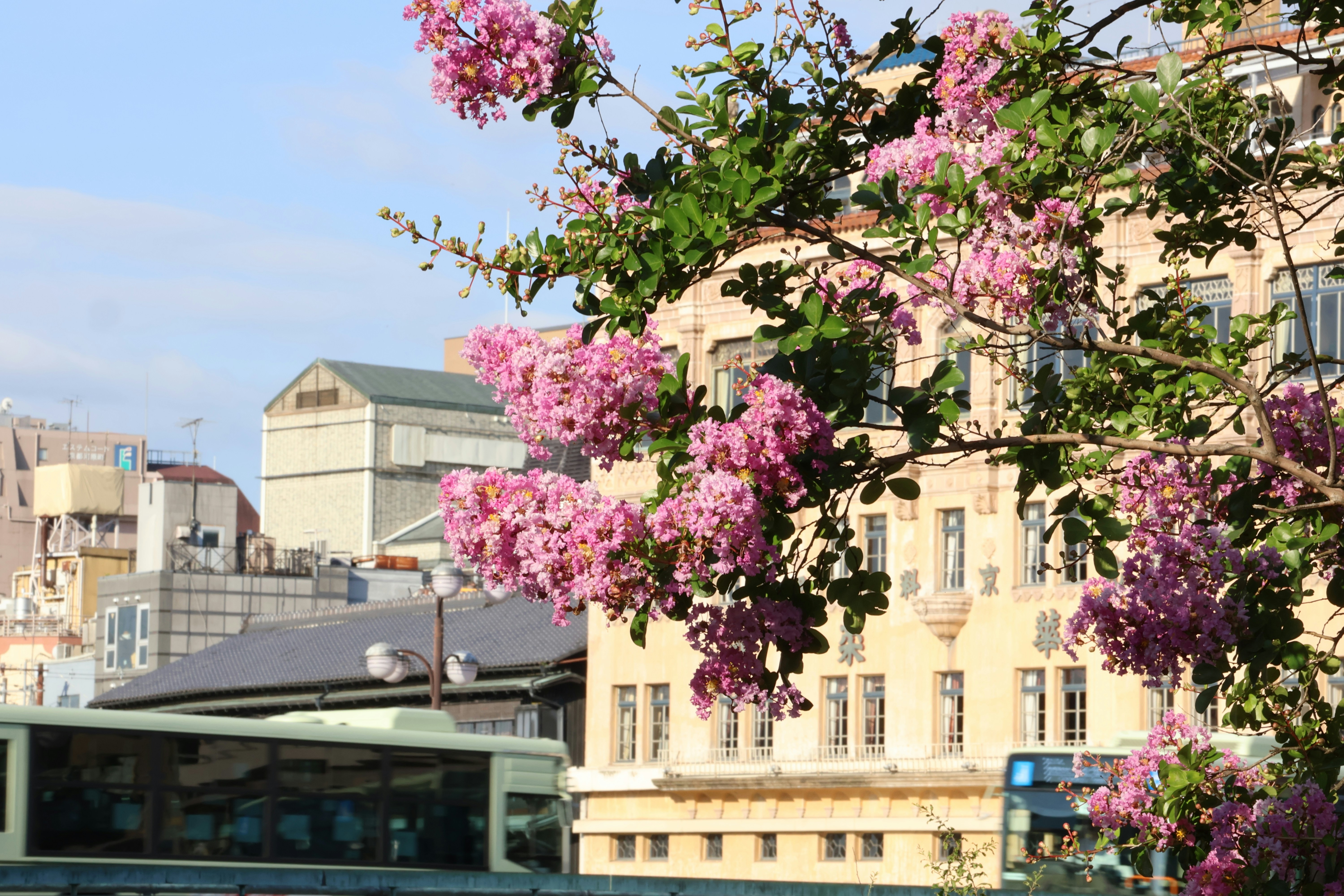 Cherry Blossom Canopy Over a Sunlit City Street