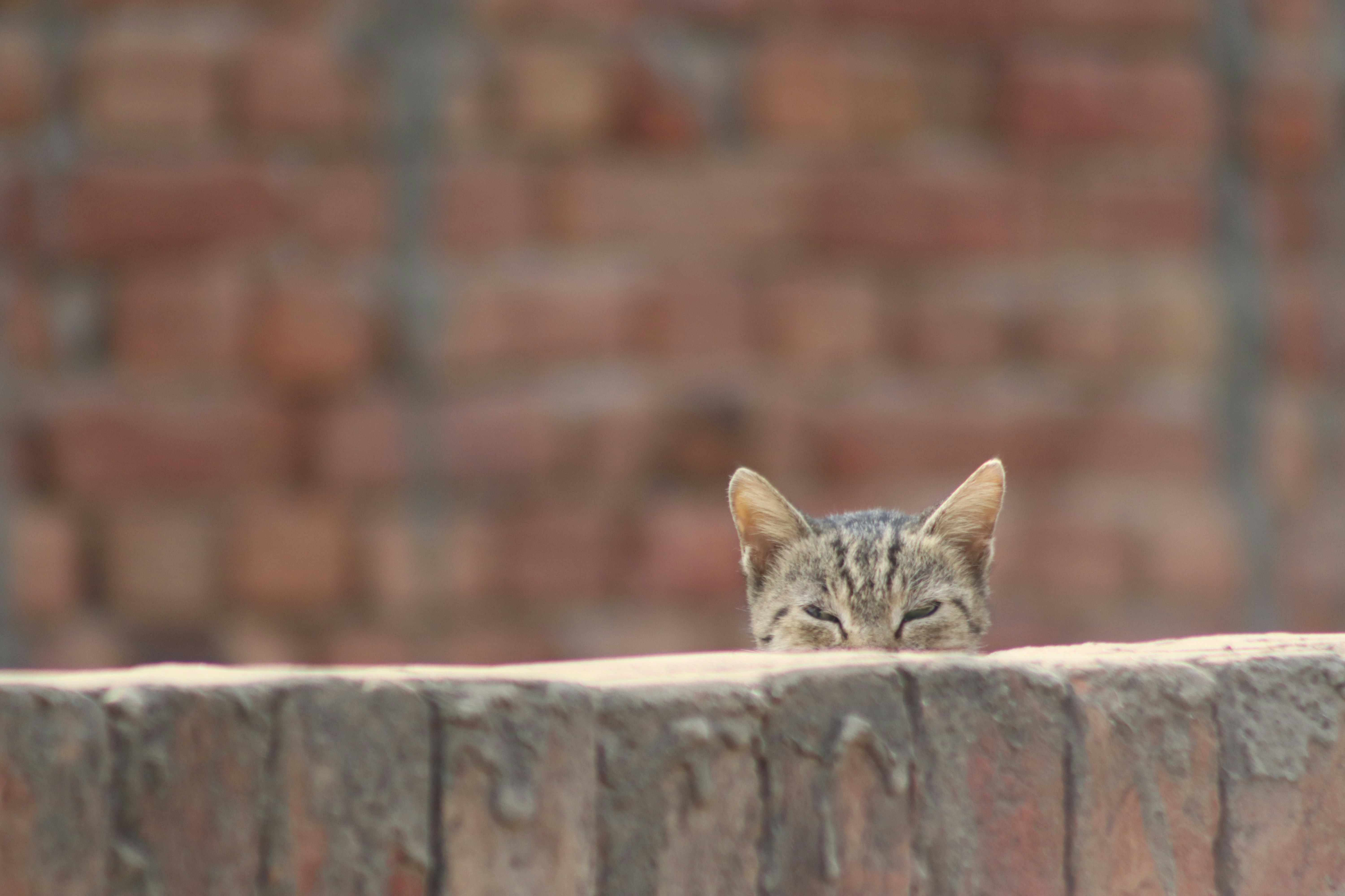 Peekover: A kitty’s quiet perch above the brick ledge