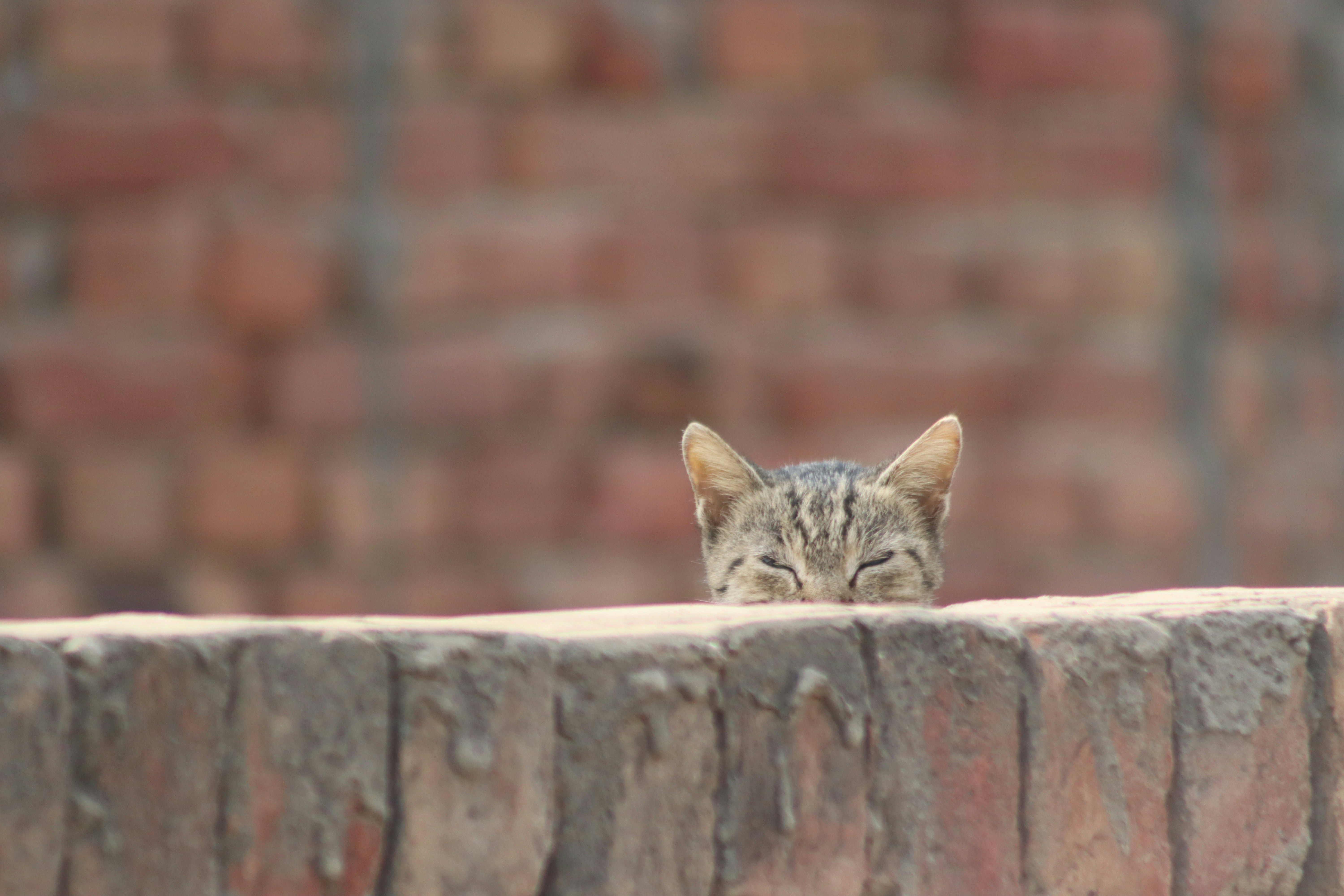 Peek Over the Brick Wall: A Cat’s Curious Gaze