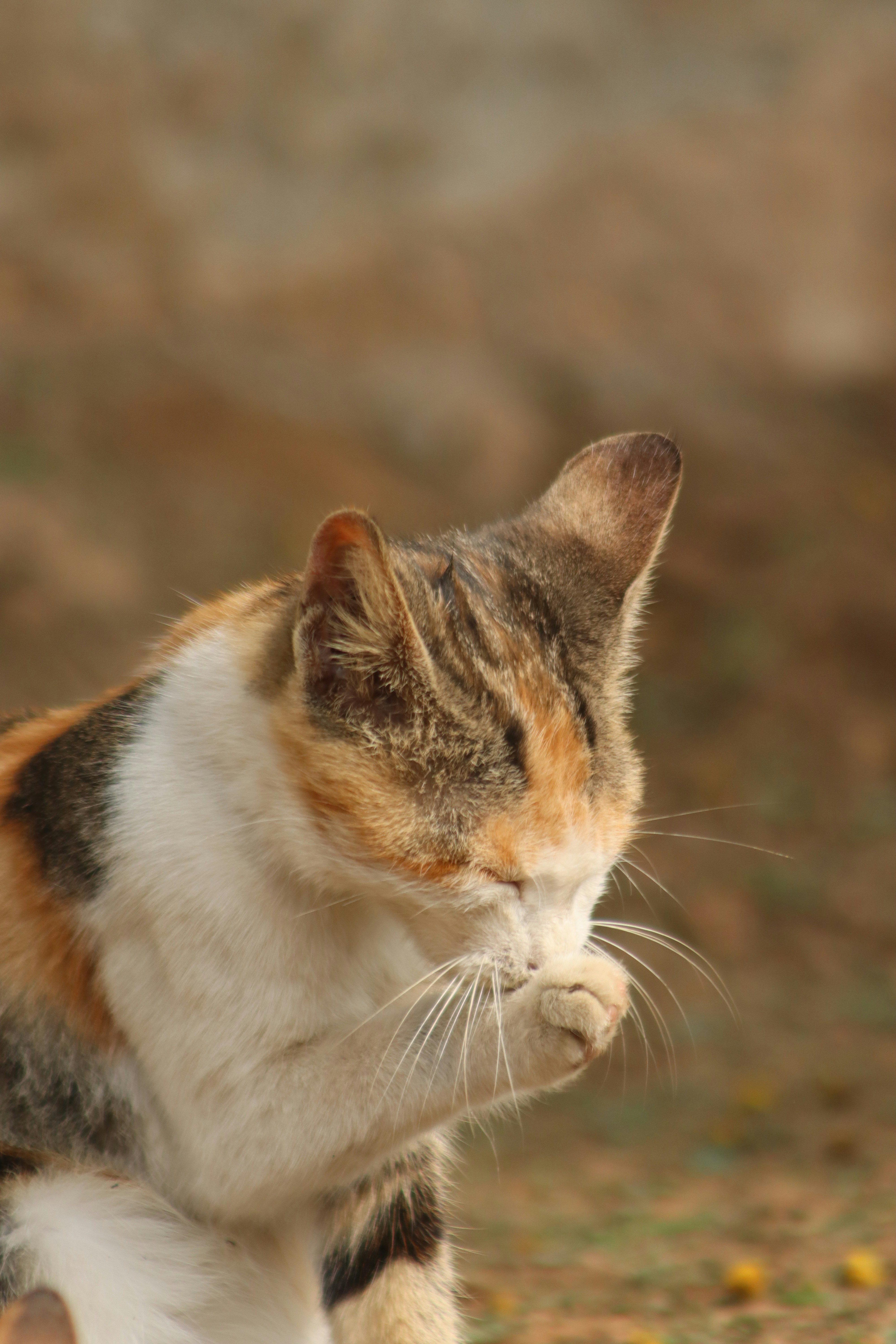 Photo by Anees Ur Rehman with Canon EOS 250D