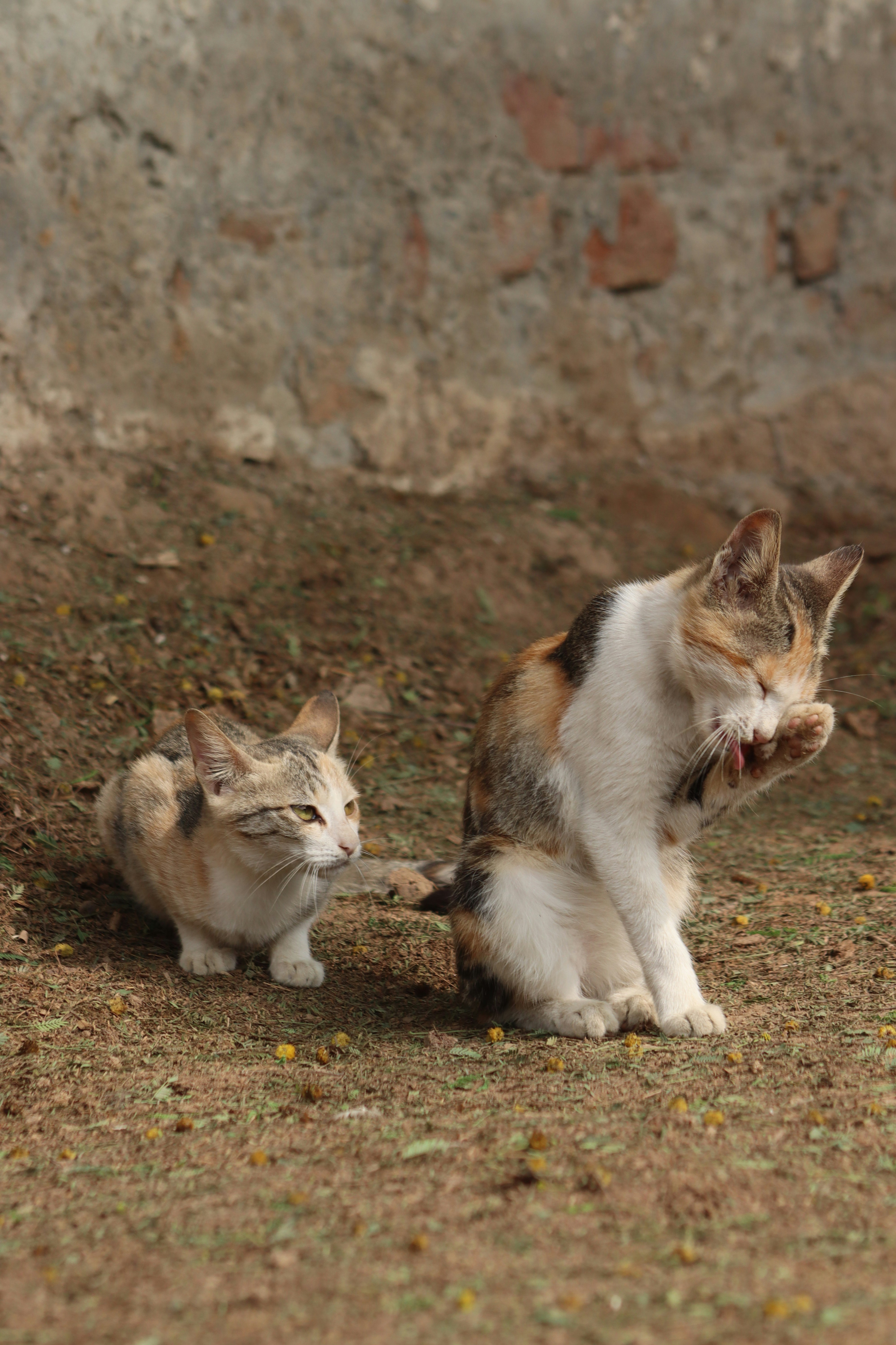 Calico Companions in a Sun-Dappled Courtyard