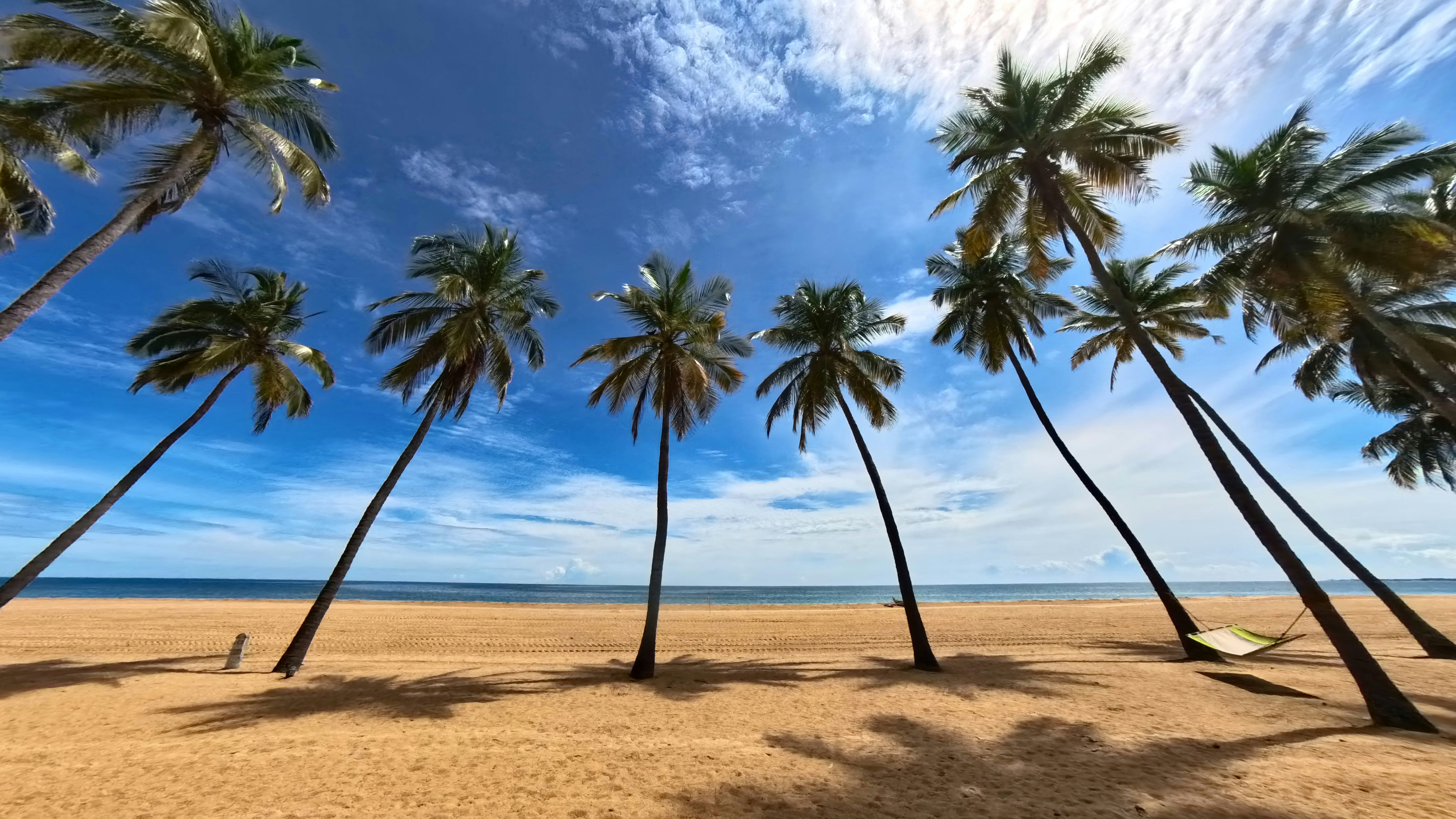 A row of palm trees sitting on top of a sandy beach photo – Free Beach ...