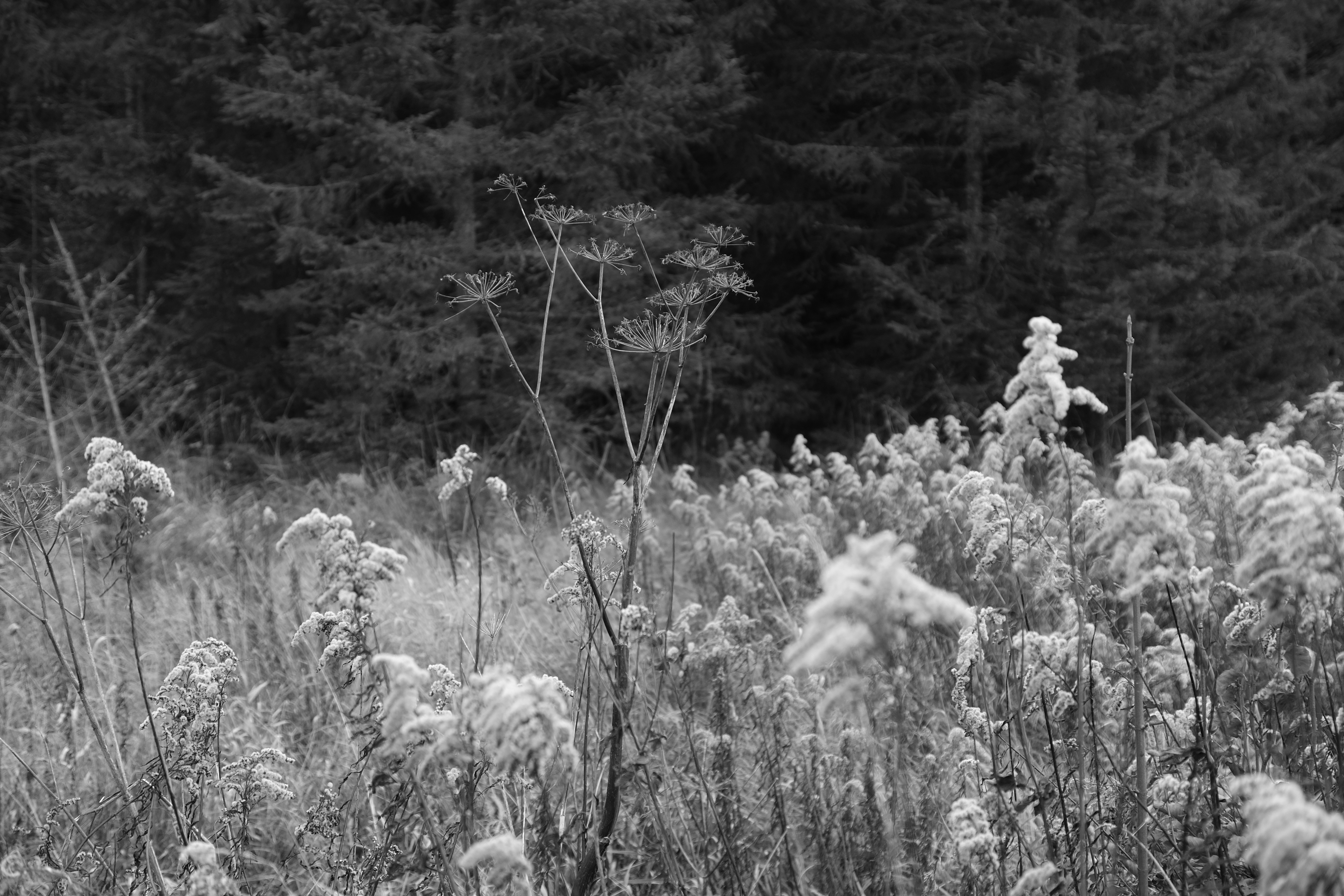 Whispers of Winter's Embrace