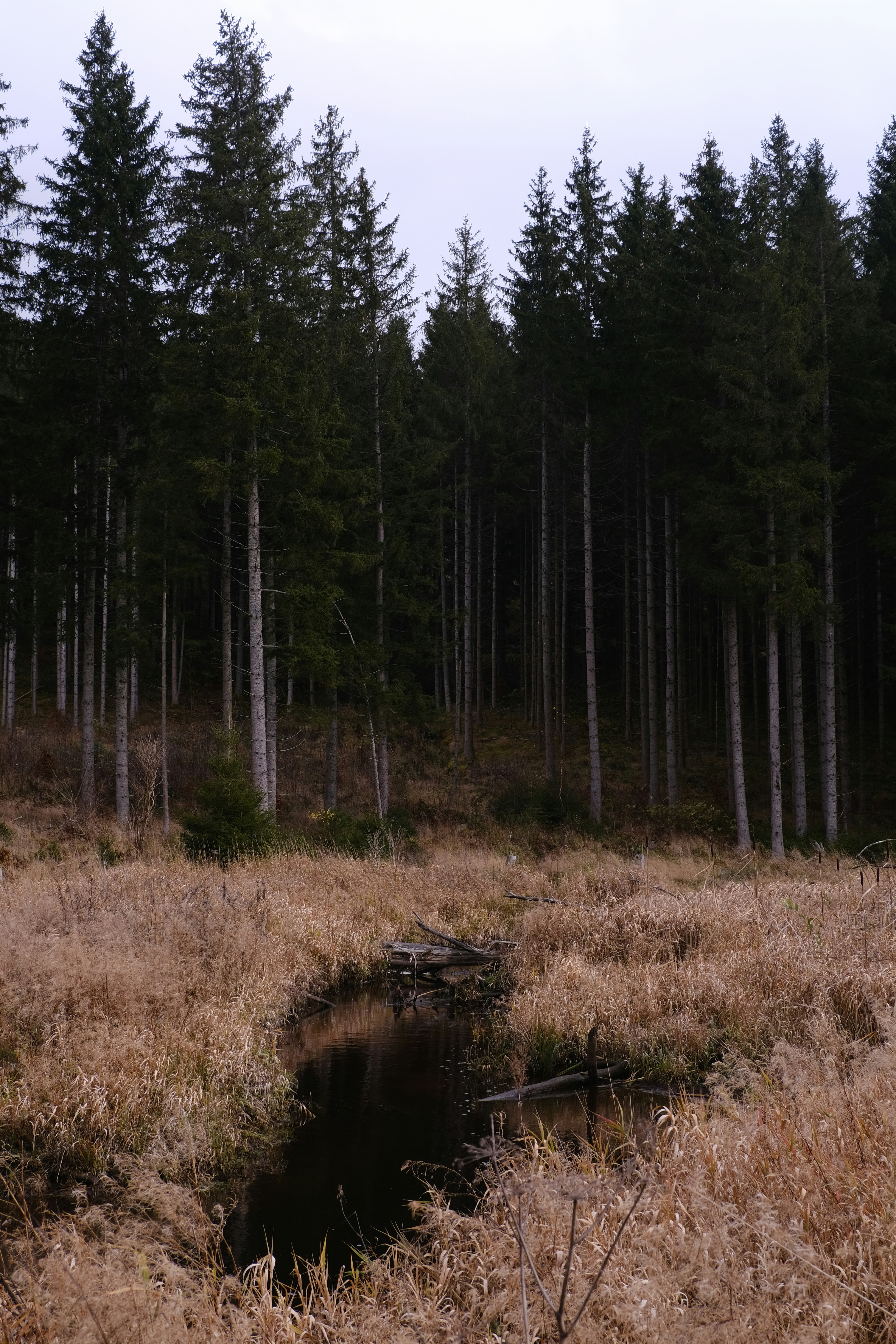 Creek at the Meadow's Edge: A Quiet Crossing Toward a Silent Pine Forest