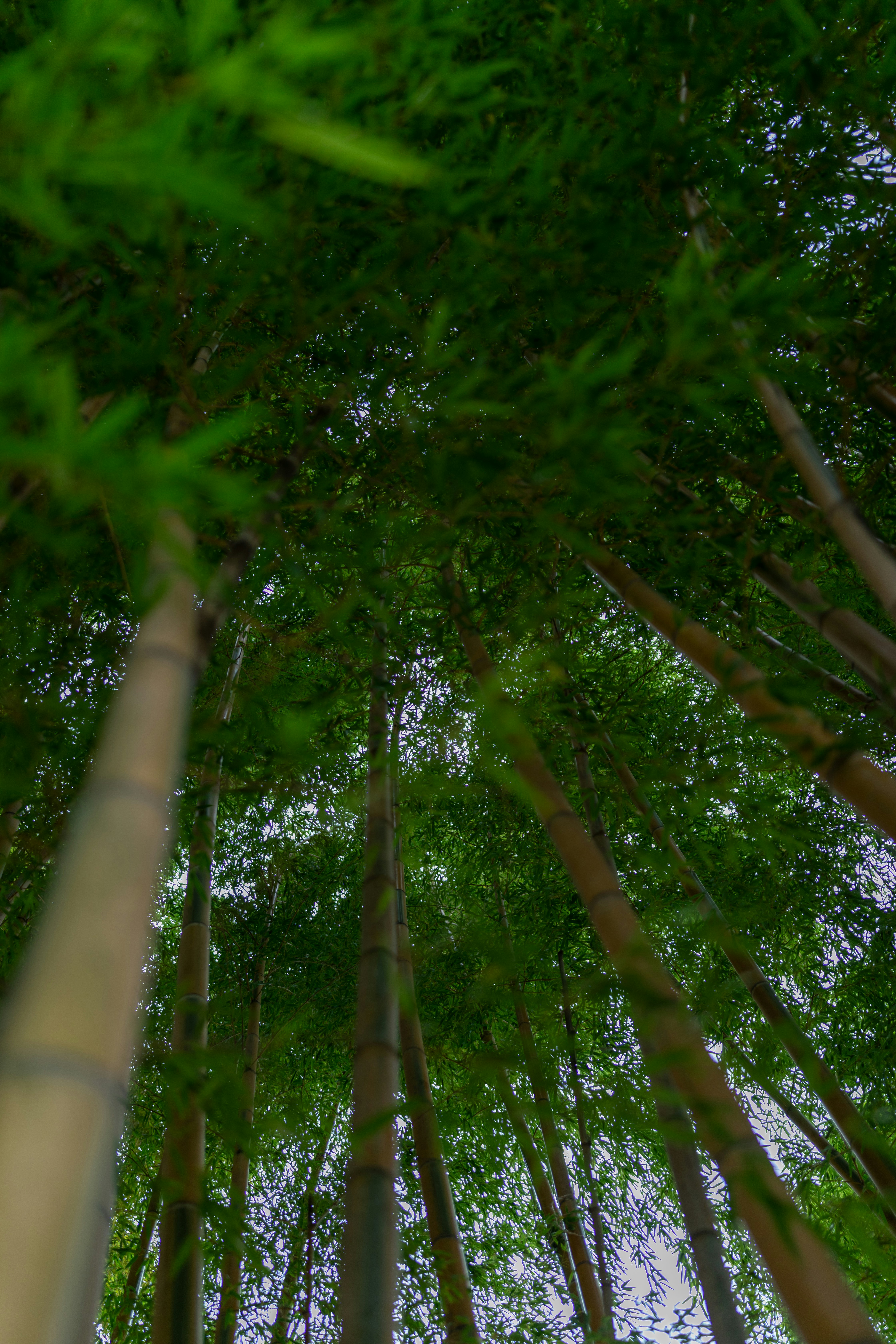A tall bamboo tree with lots of green leaves photo – Free 川口市 Image on ...