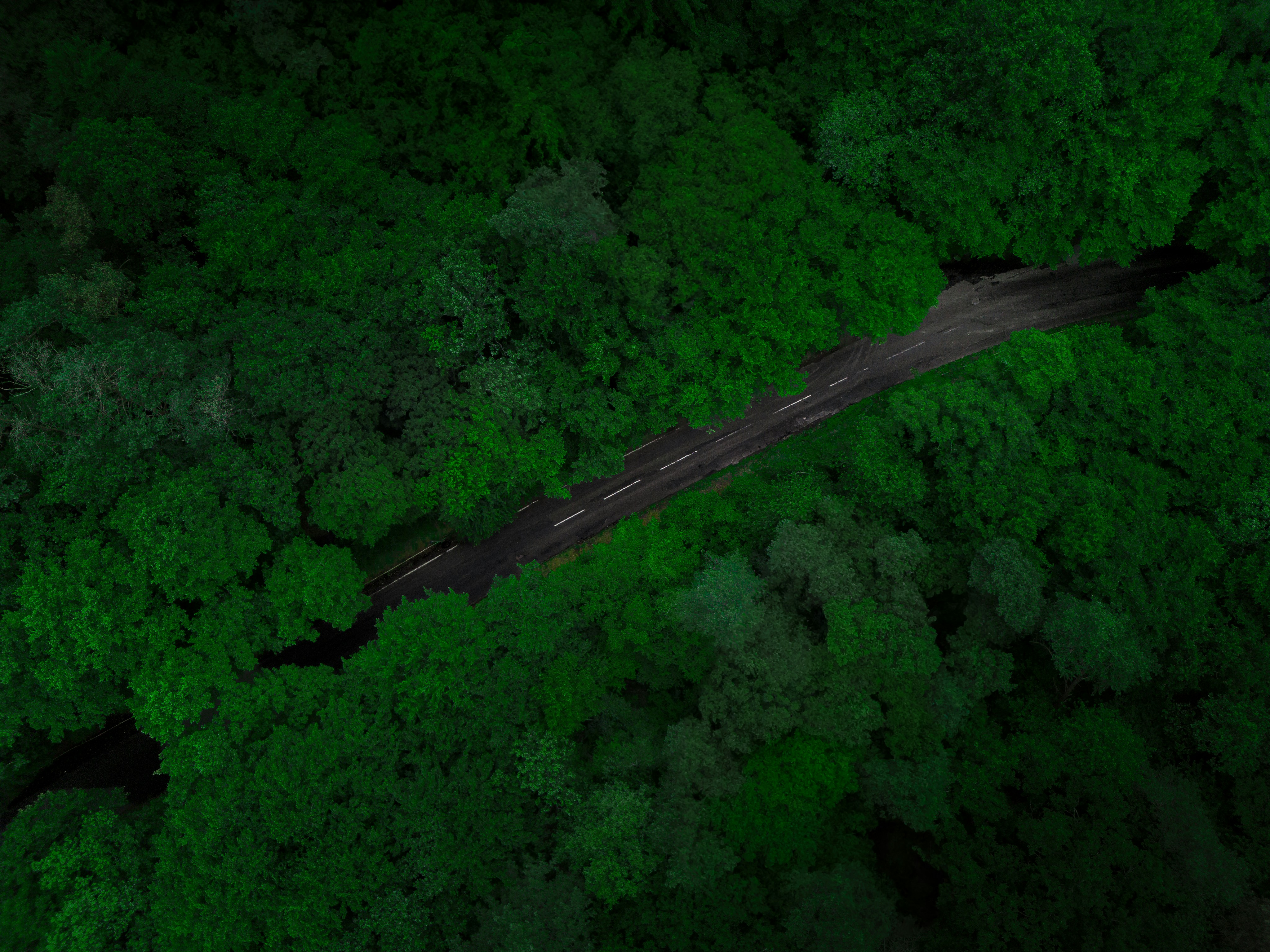 Canopy Corridor: A Forest Road Winding Through Verdant Silence