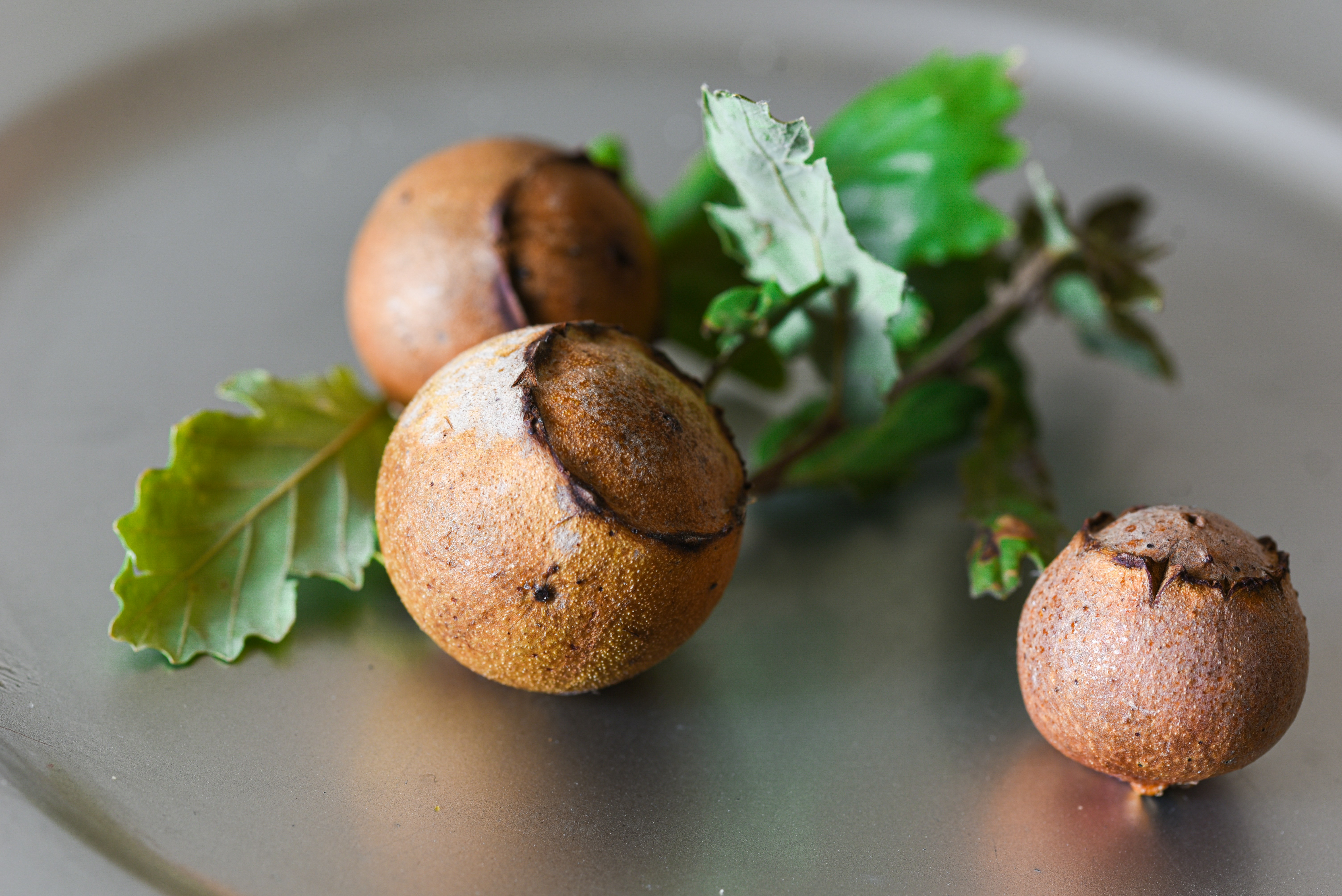 A close up of three nuts on a plate photo – Free Montefiascone Image on ...