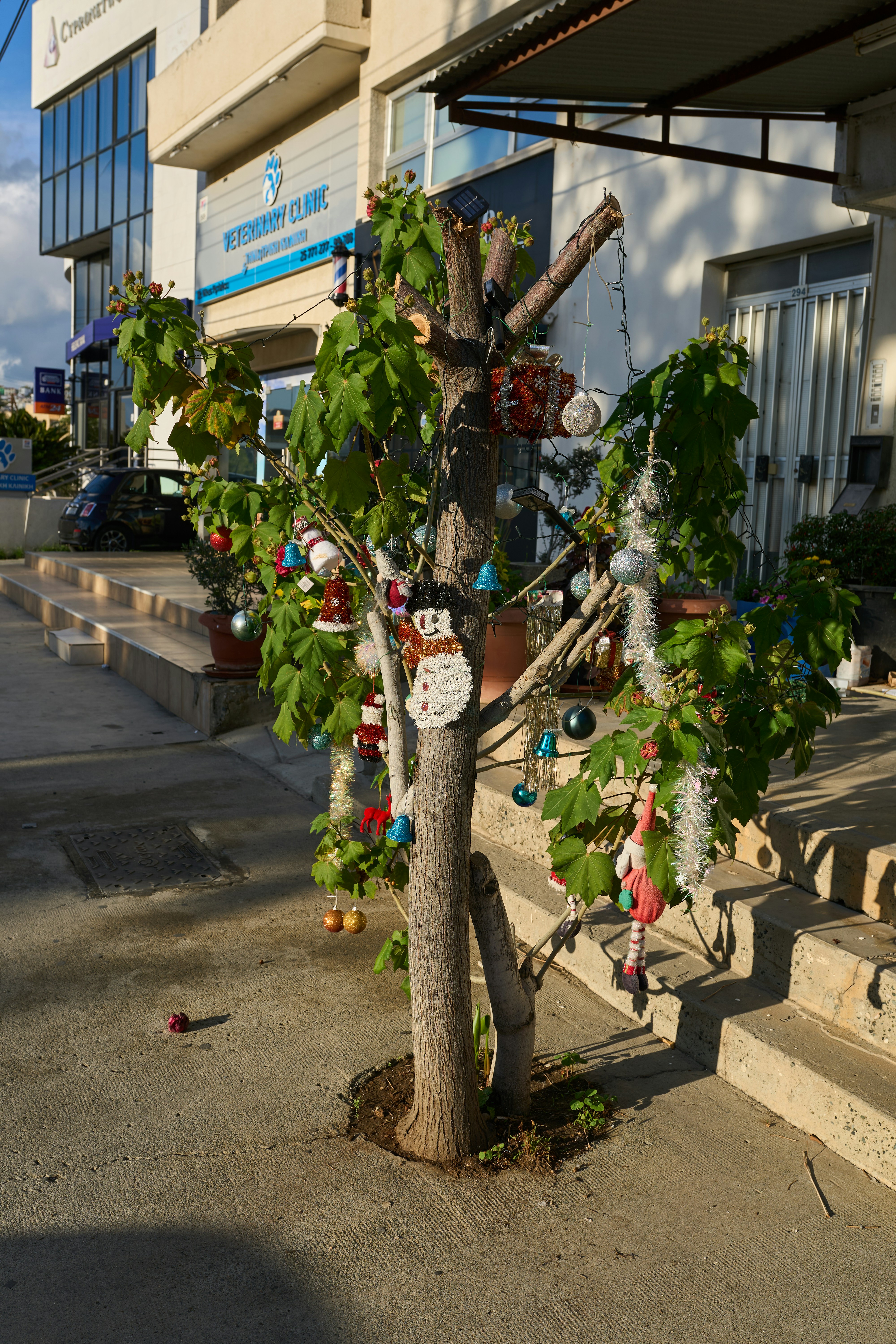 Whimsical Ornaments on a Streetside Tree by a Vet Clinic