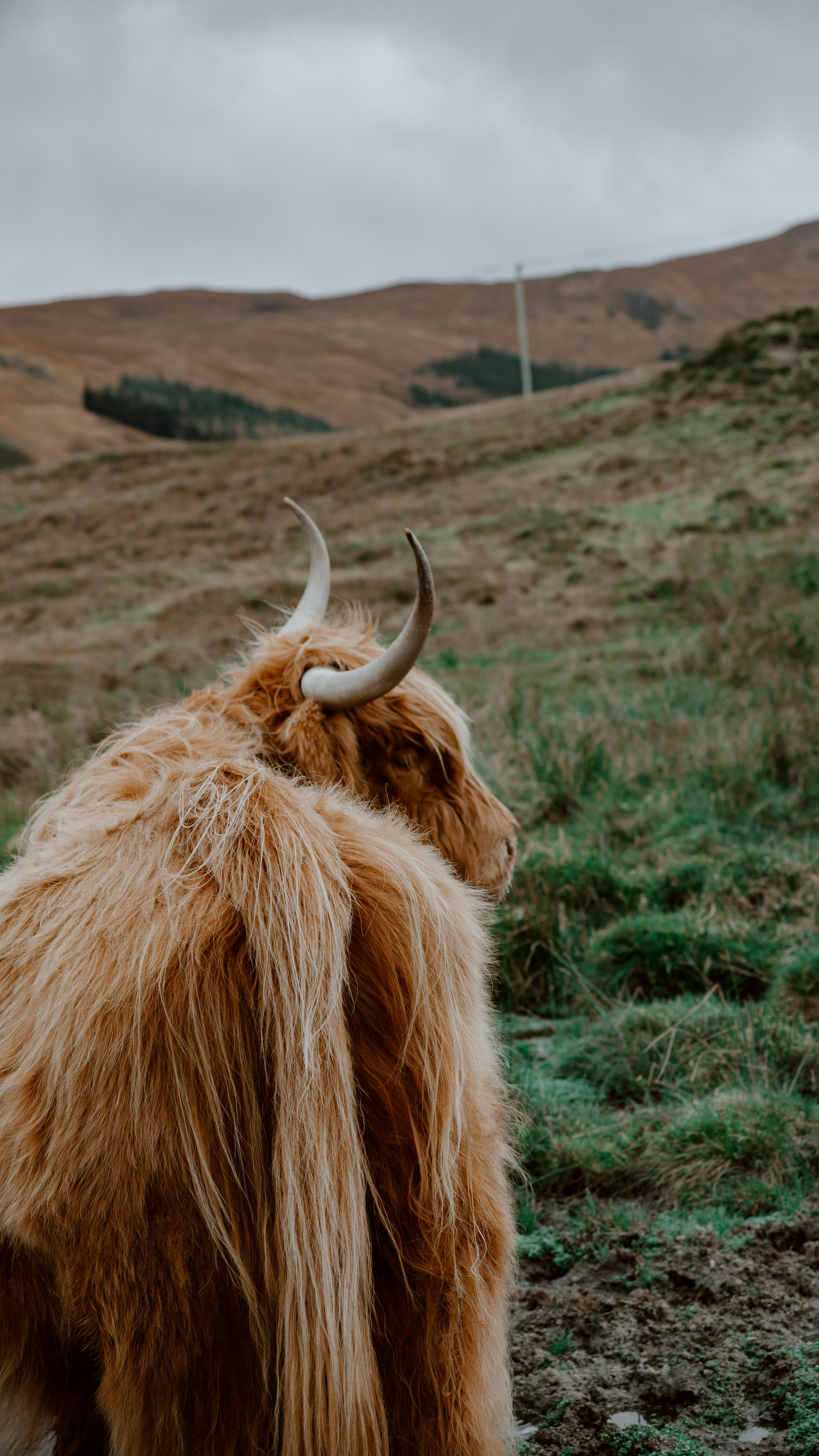 Amber Highland: Moorland Cow Portrait Under Cloudy Skies