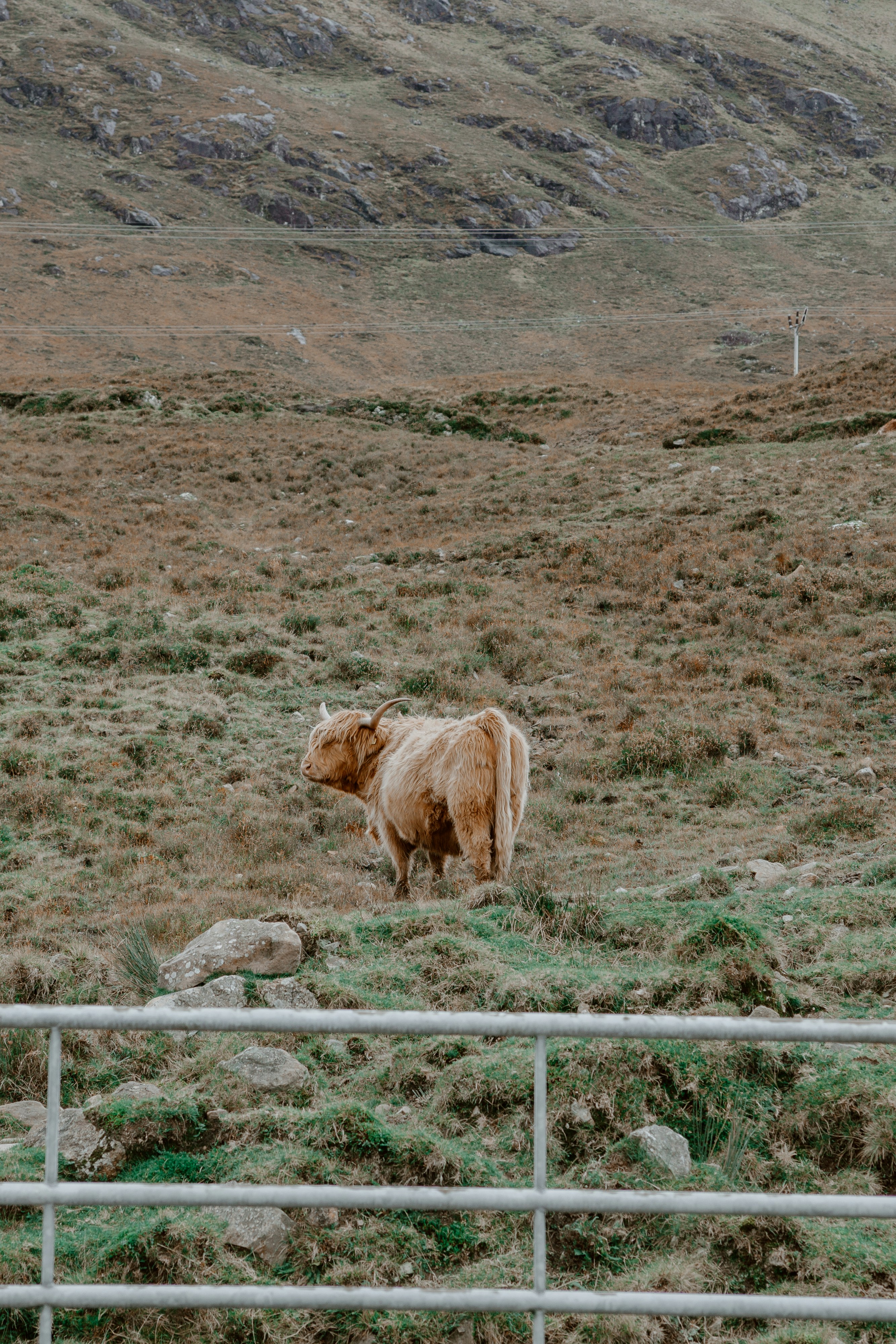 Lone Highland Cow on a Wind-Swept Moor Beyond a Simple Fence