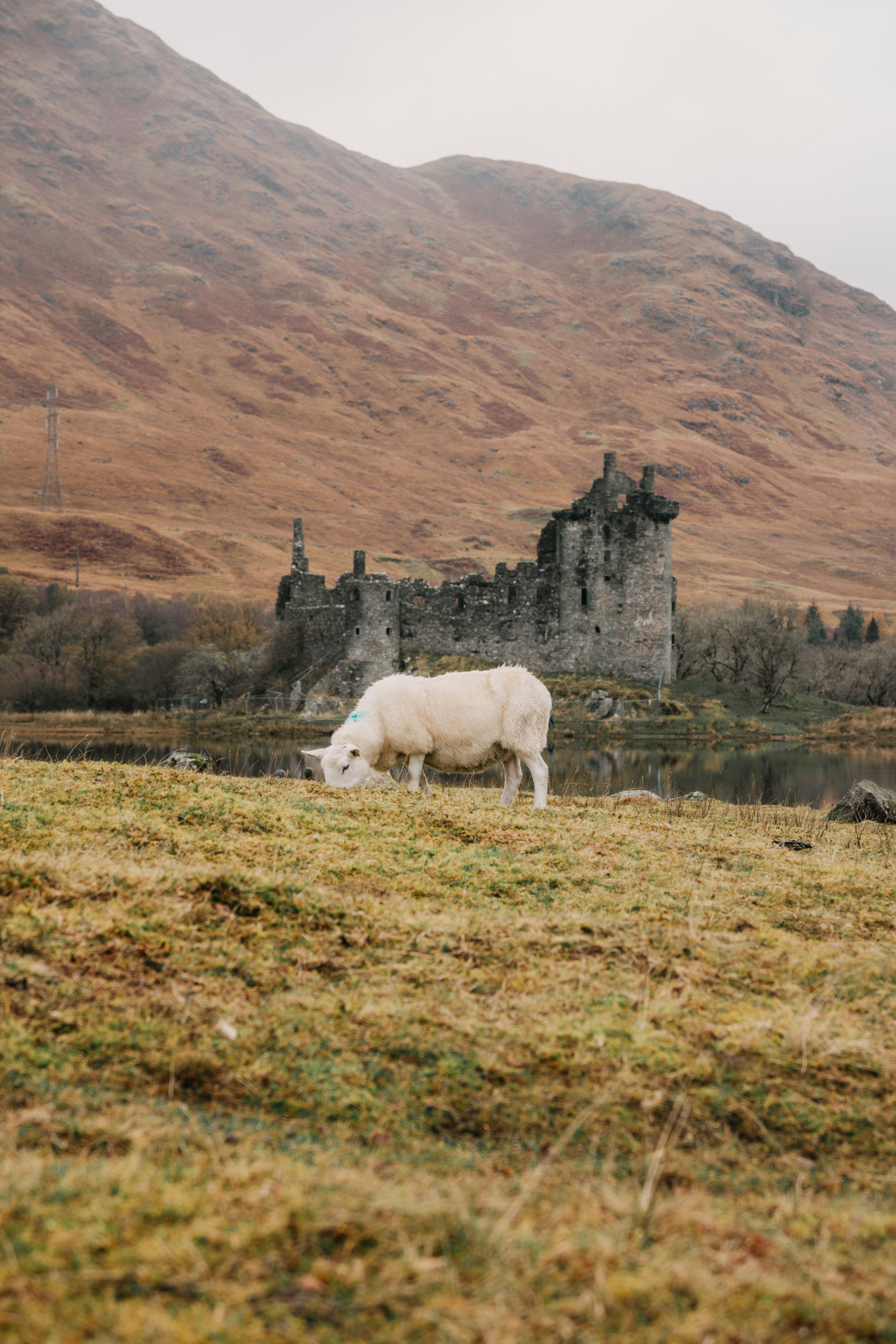 A sheep grazing in a field with a castle in the background photo – Free ...