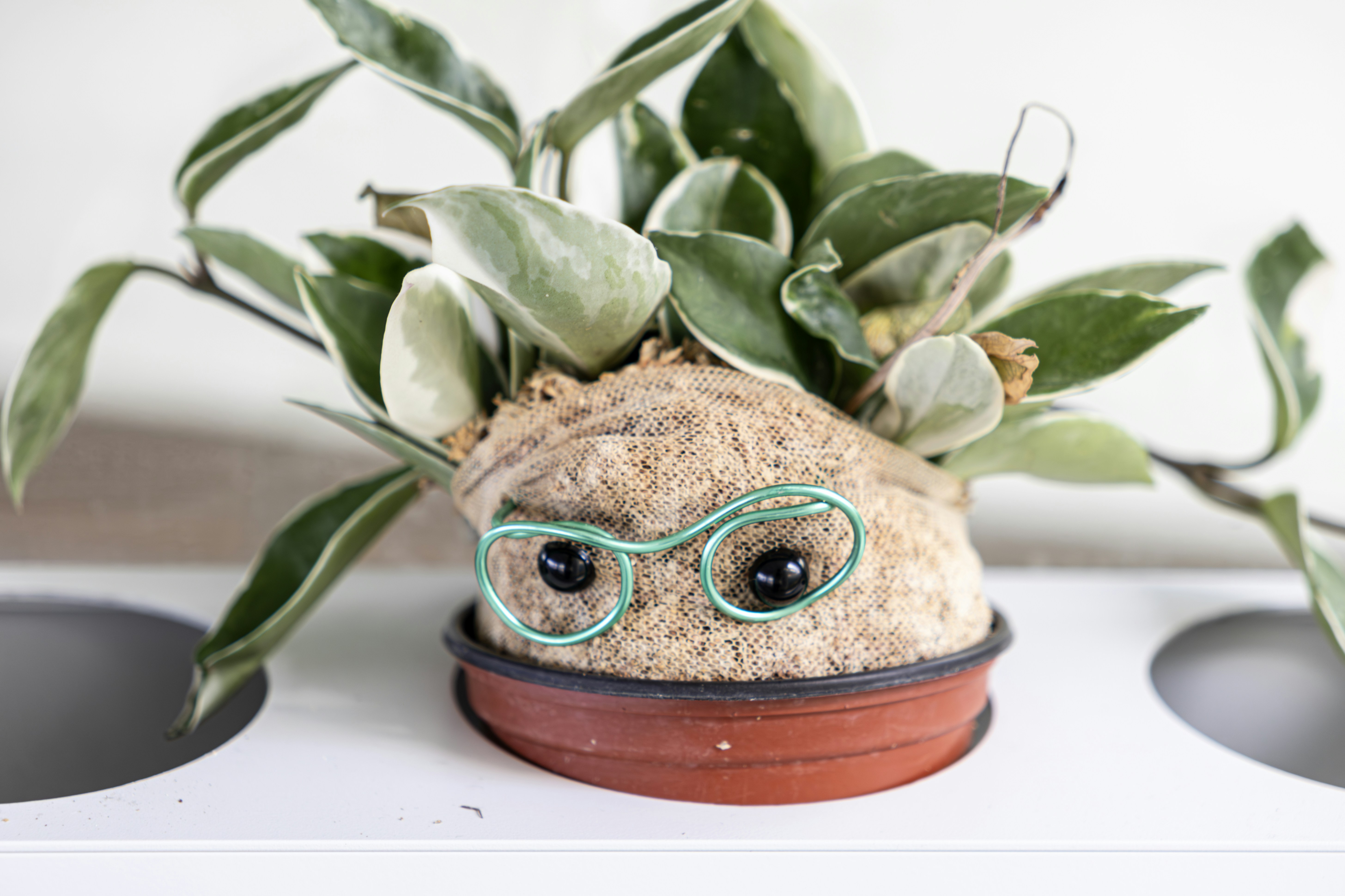 Glasses on a Tiny Plant: A Humble Bonsai Portrait