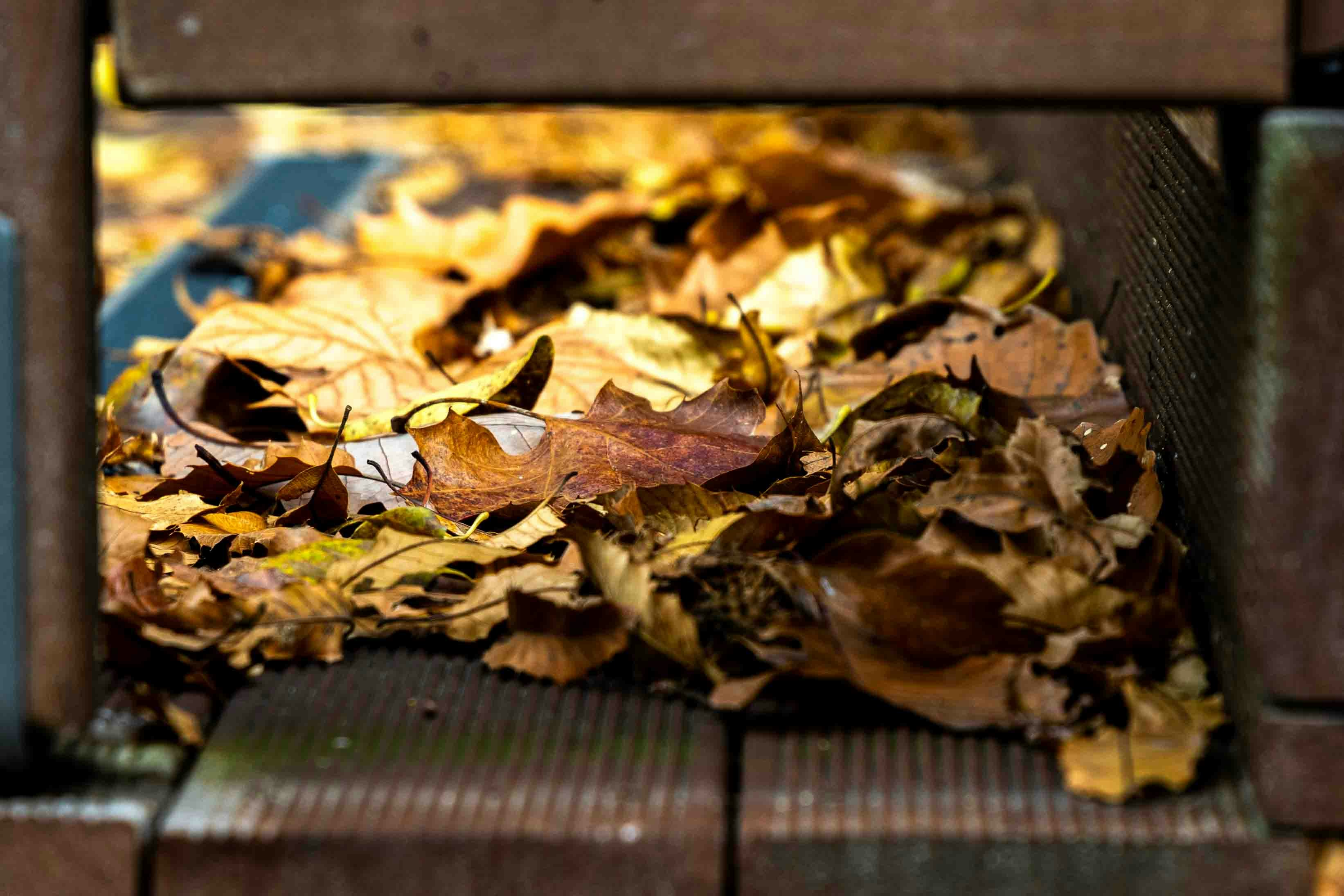 Autumn Leaf Bed in a Wooden Play Structure