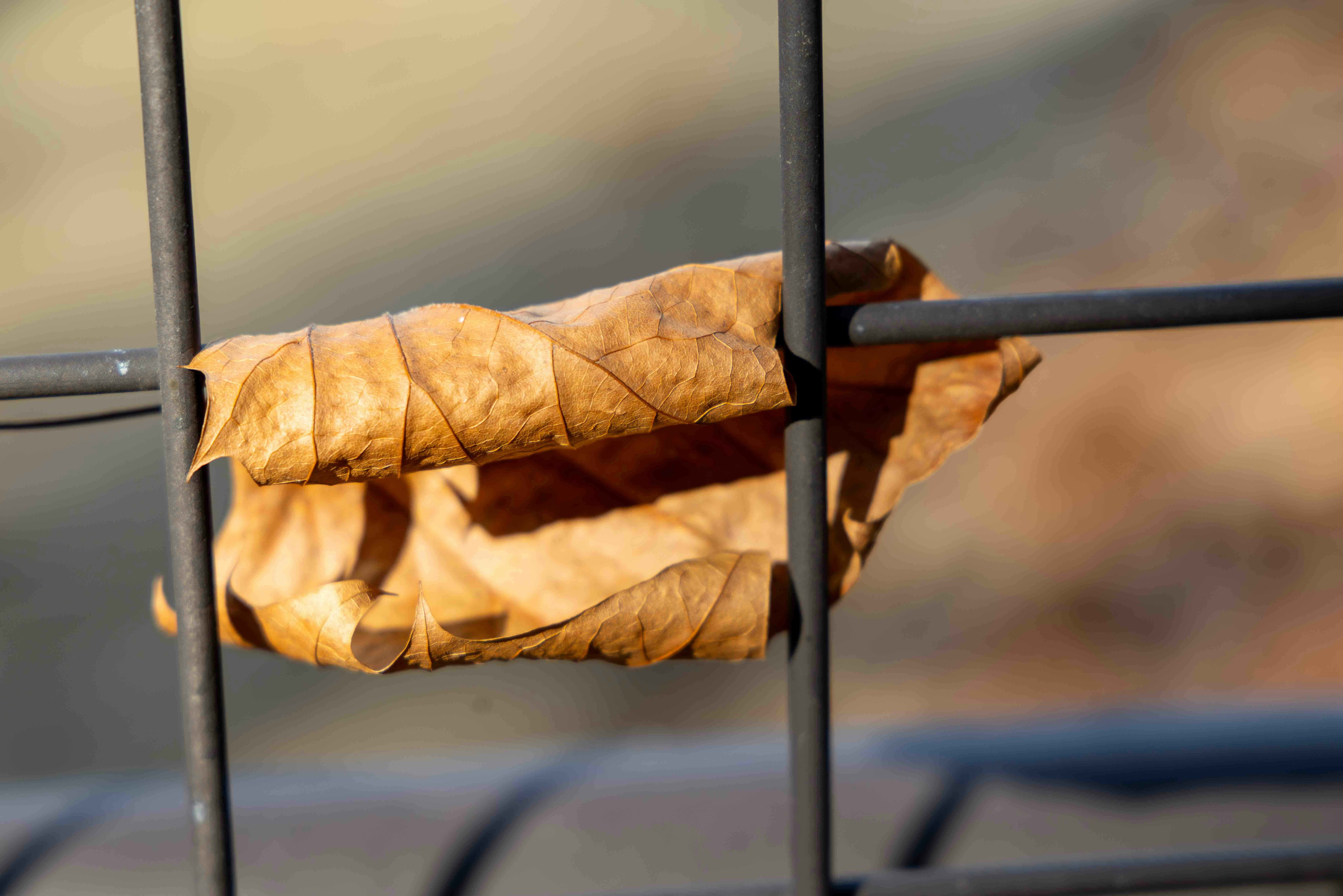 Autumn Leaf Gripped by Iron Grid