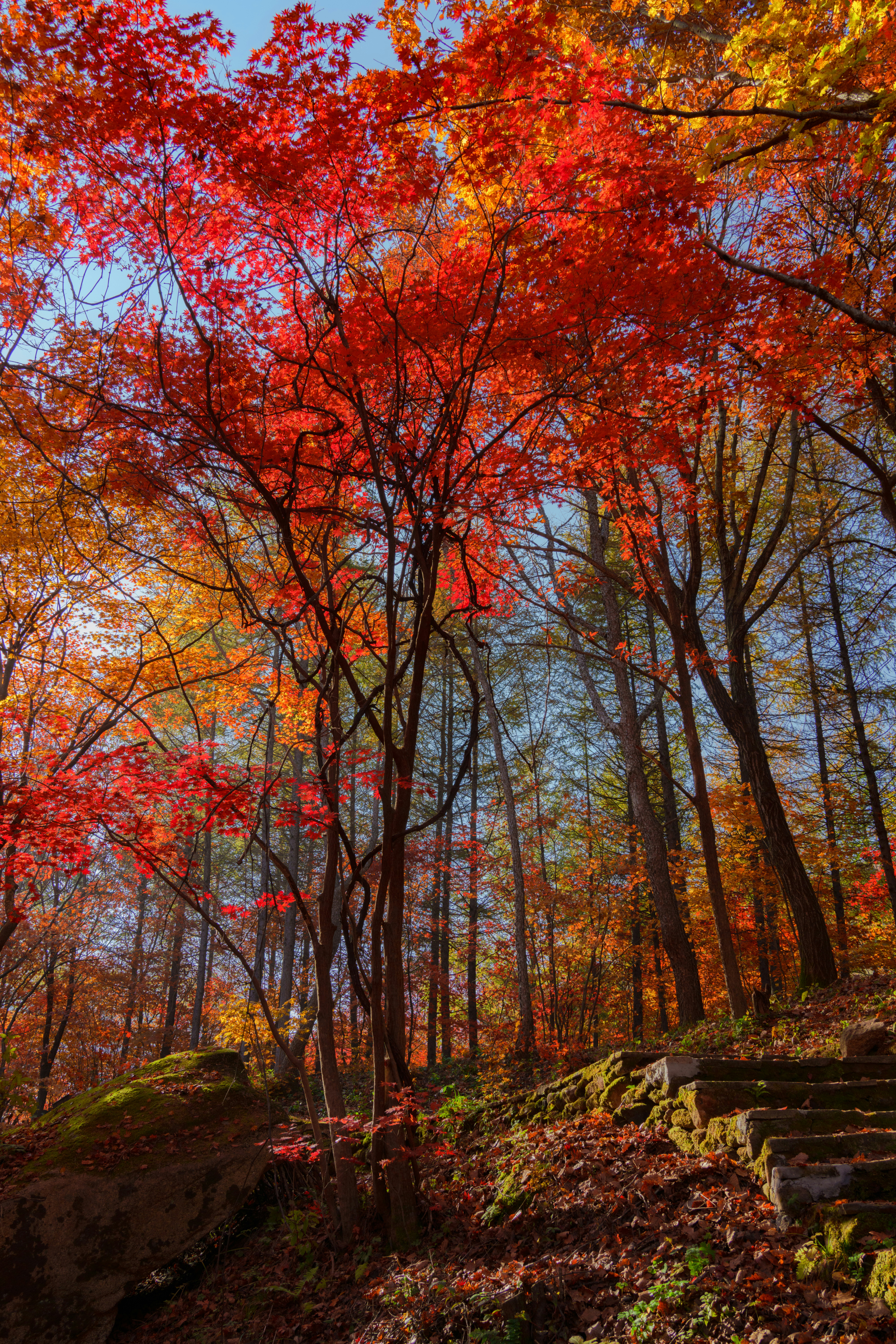 A forest filled with lots of trees covered in fall leaves photo – Free ...