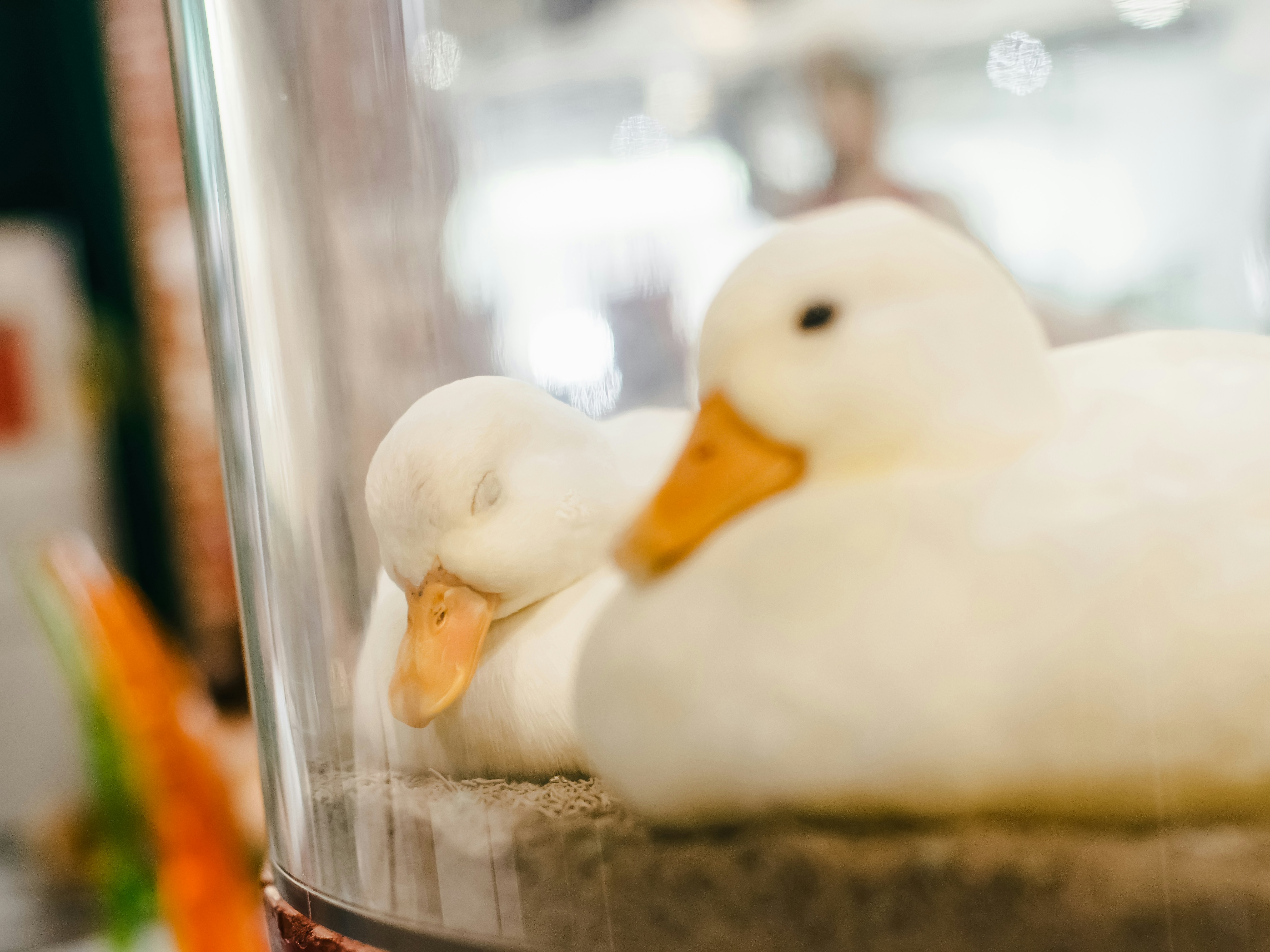Glass-Display Doze: A Pair of White Ducks in Soft Shopfront Light
