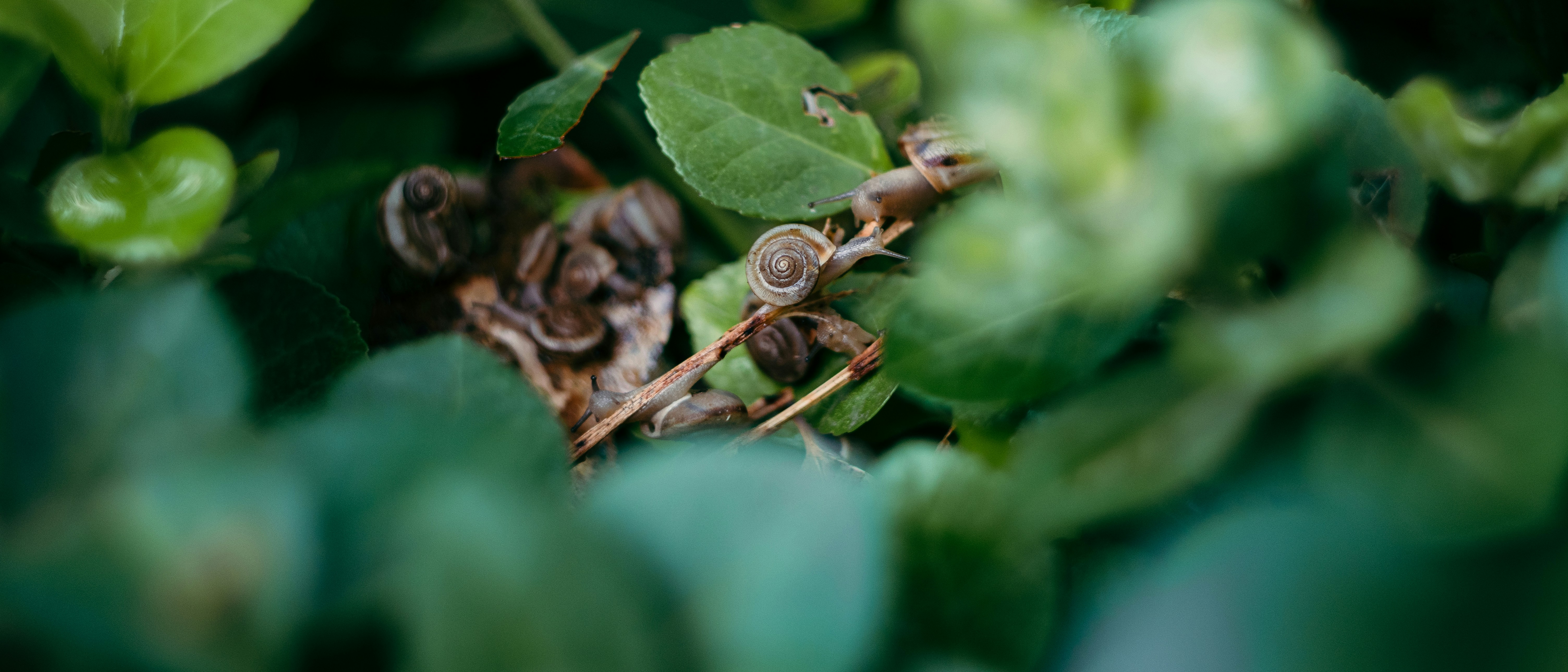Close-up of a snail perched on a thin twig among dense green leaves.