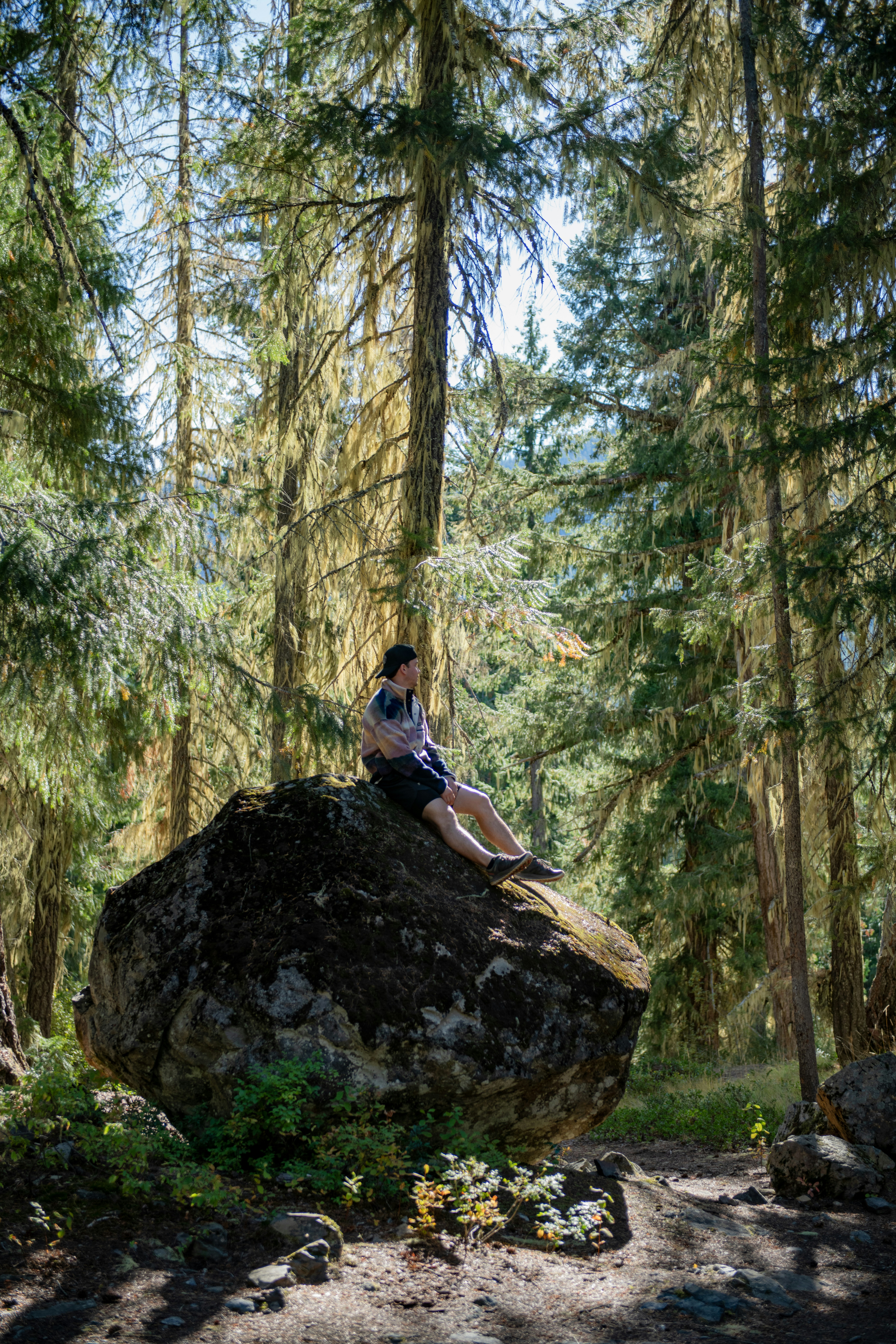 Sentinel Rock Pause: A Solitary Portrait Beneath Towering Pines