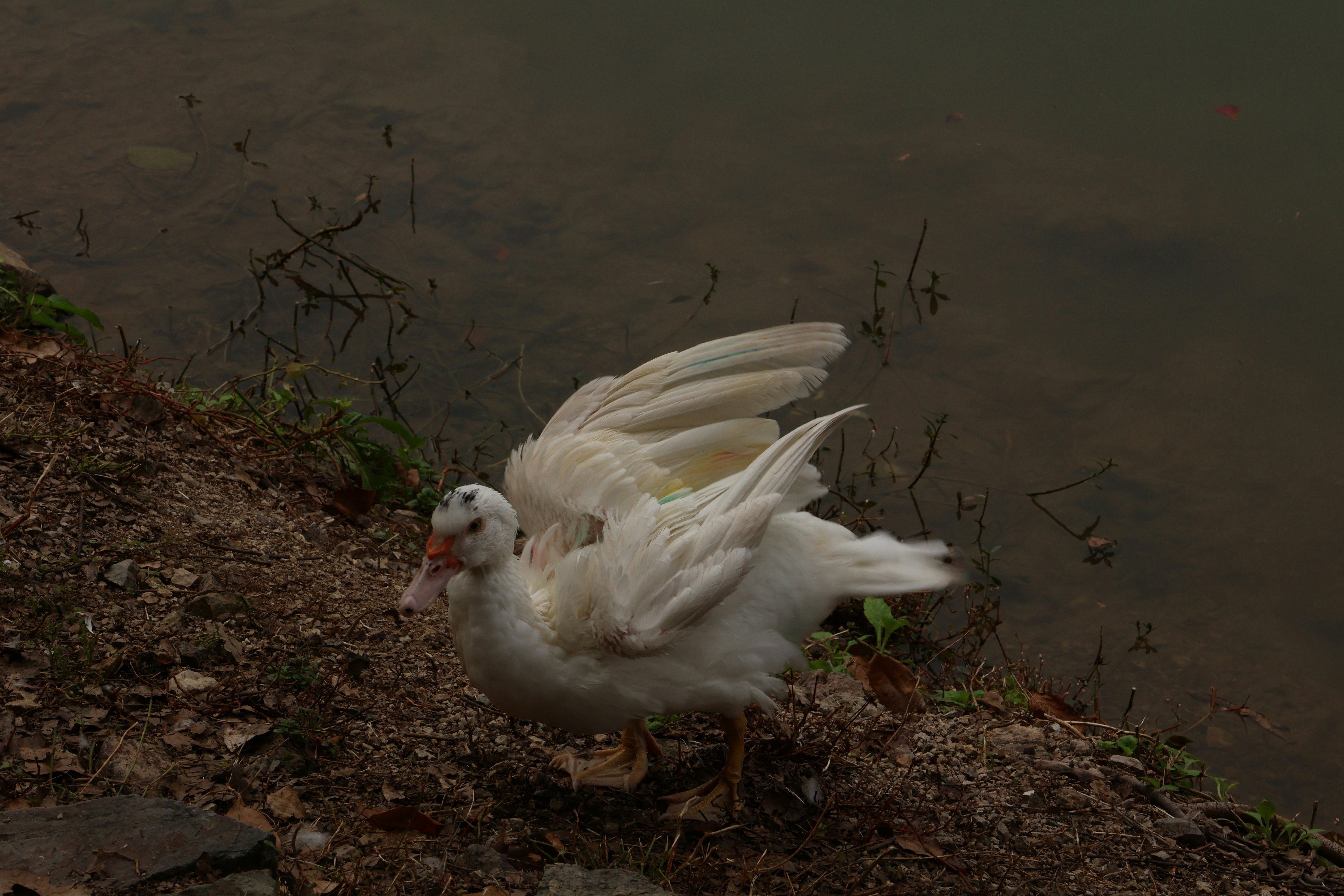 Shoreline Pause: A White Duck Halting on the Muddy Verge