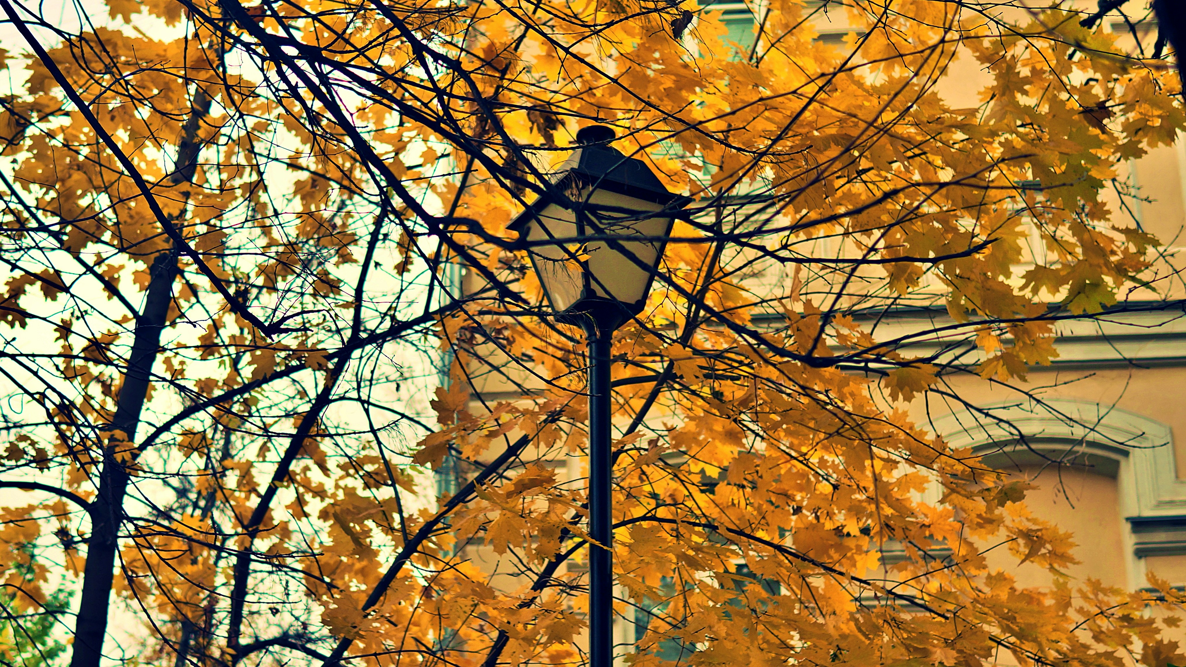 Amber Lantern Under a Canopy of Gold Leaves